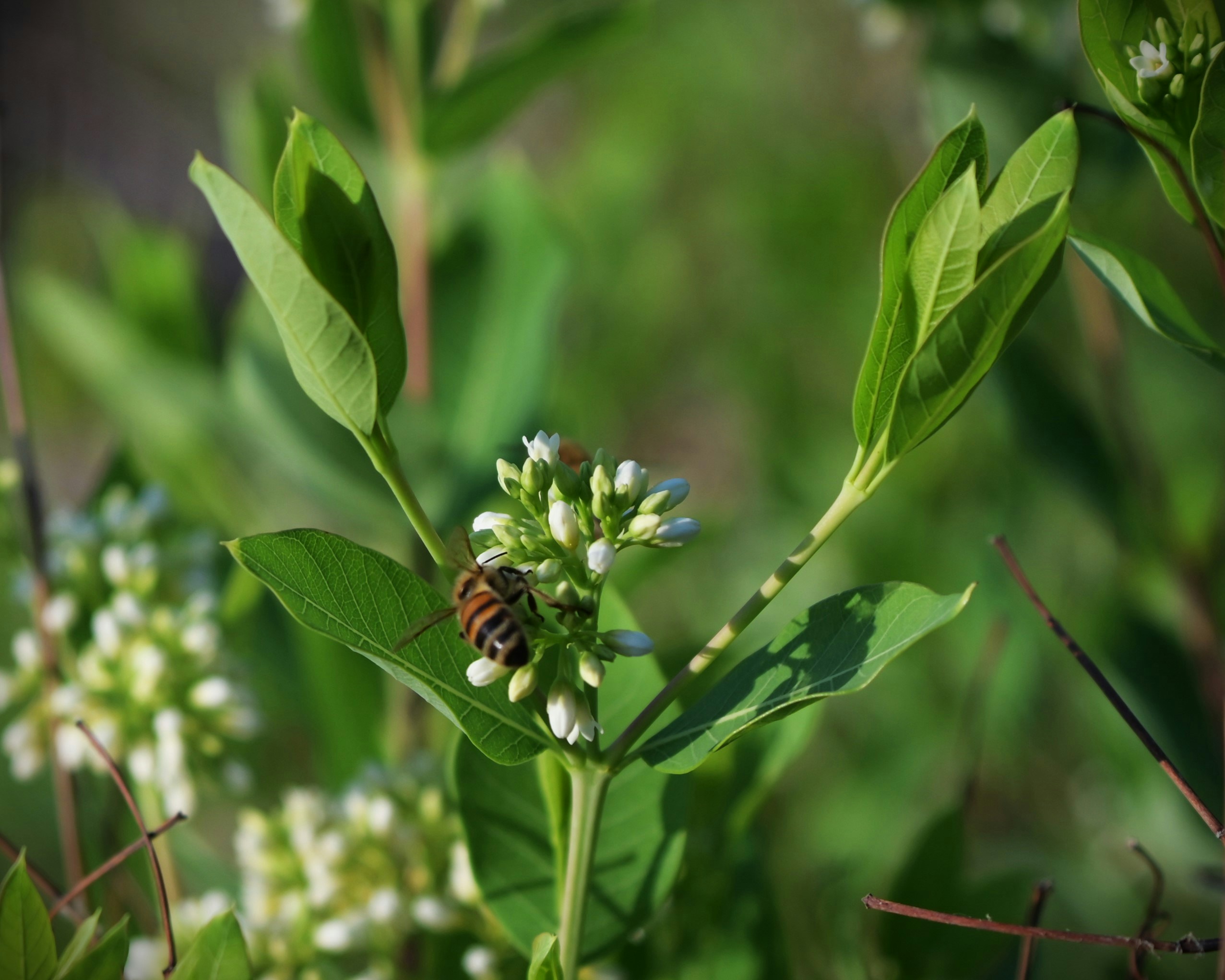Bee at the Bloom: A Close Encounter with Wildflower Nectar