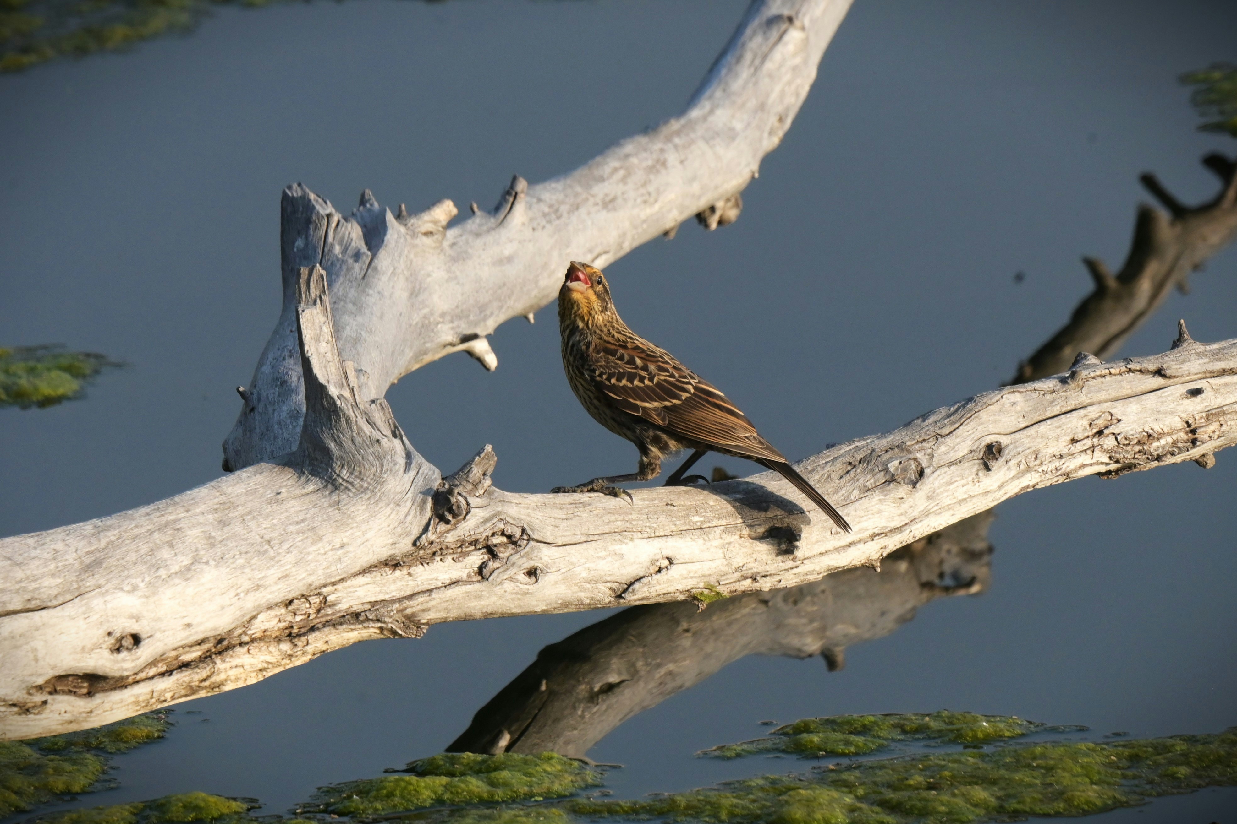 Bird on a Moonlit Log: A Quiet Moment Above Blue Reflections