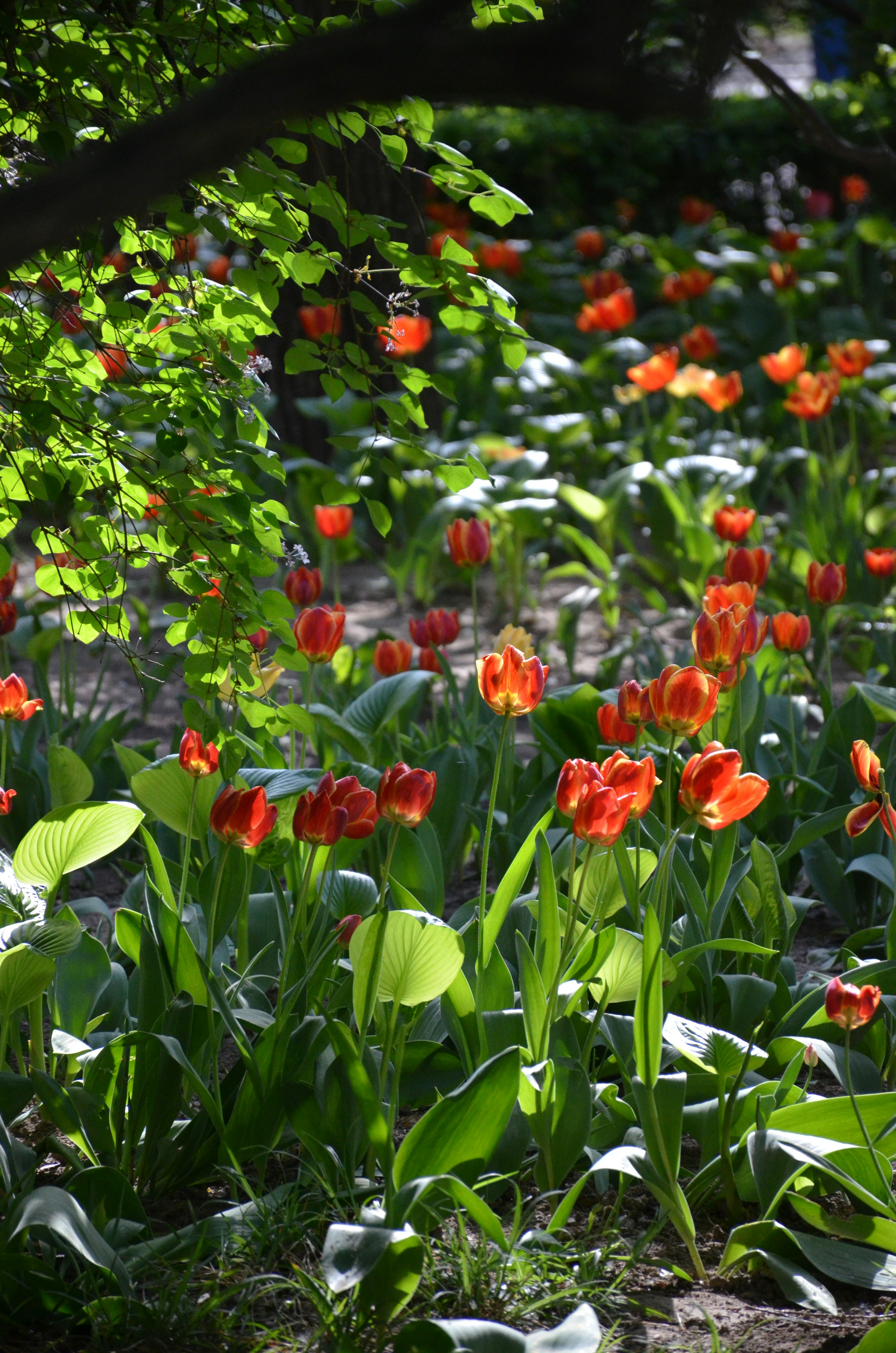 Sunlit Tulip Meadow Under a Winding Garden Branch