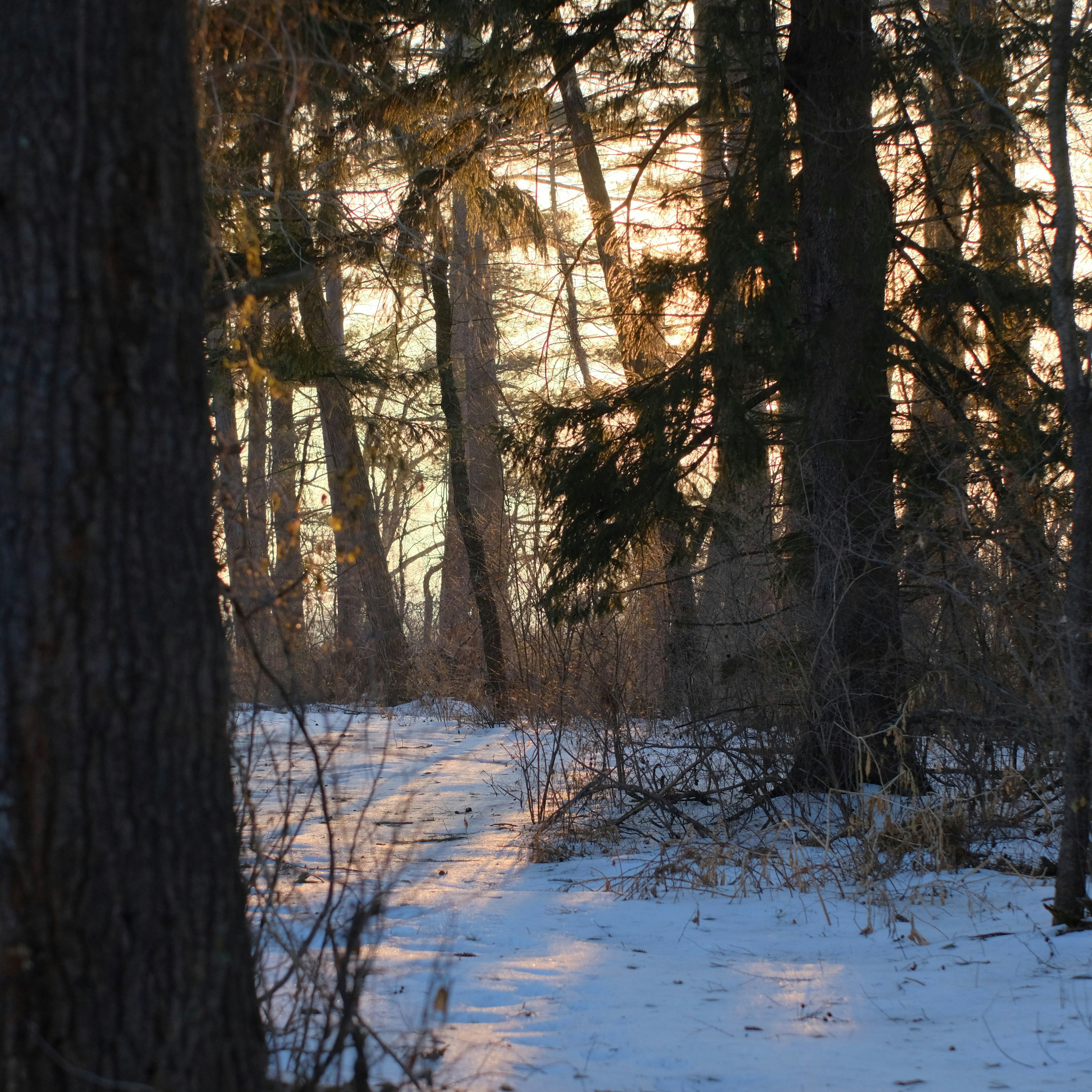 Snow-covered forest floor with tall trunks and warm backlight filtering through branches; a tranquil, wintry woodland scene.