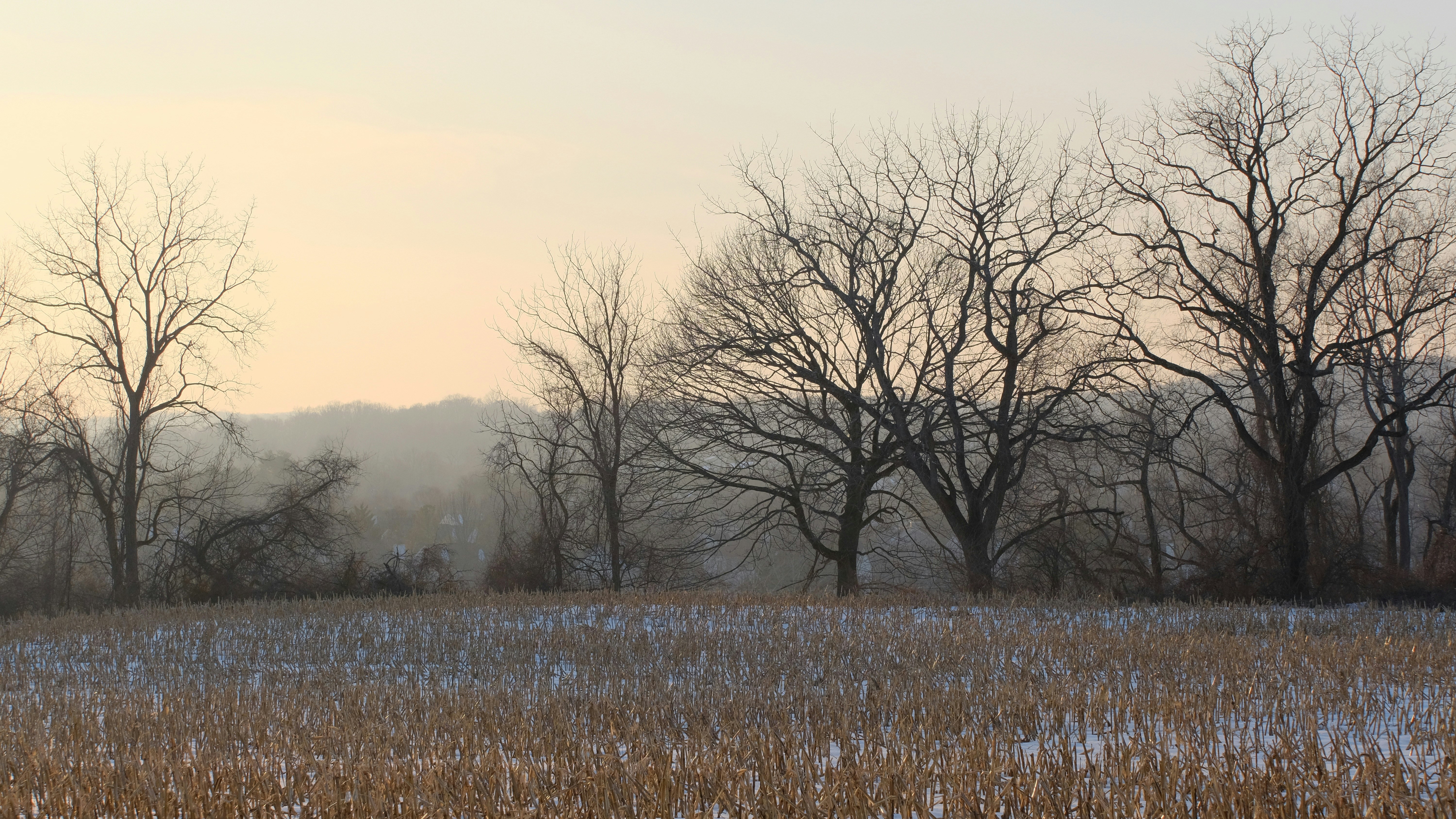 Winter Field Silhouettes: A Calm Horizon Under Soft Dusk
