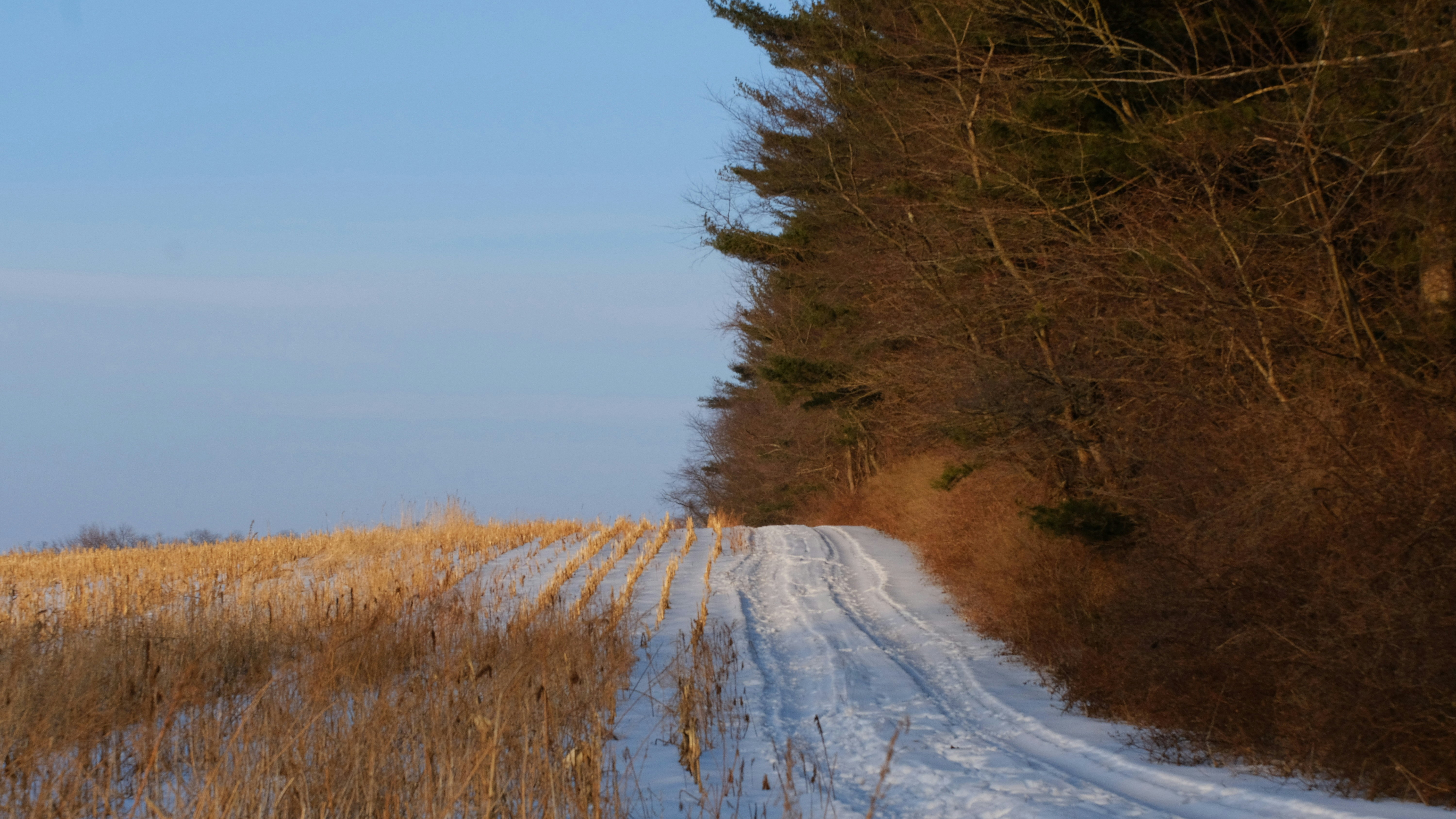 Snowbound Ditch: A Field Road Bounded by Pines at Dusk