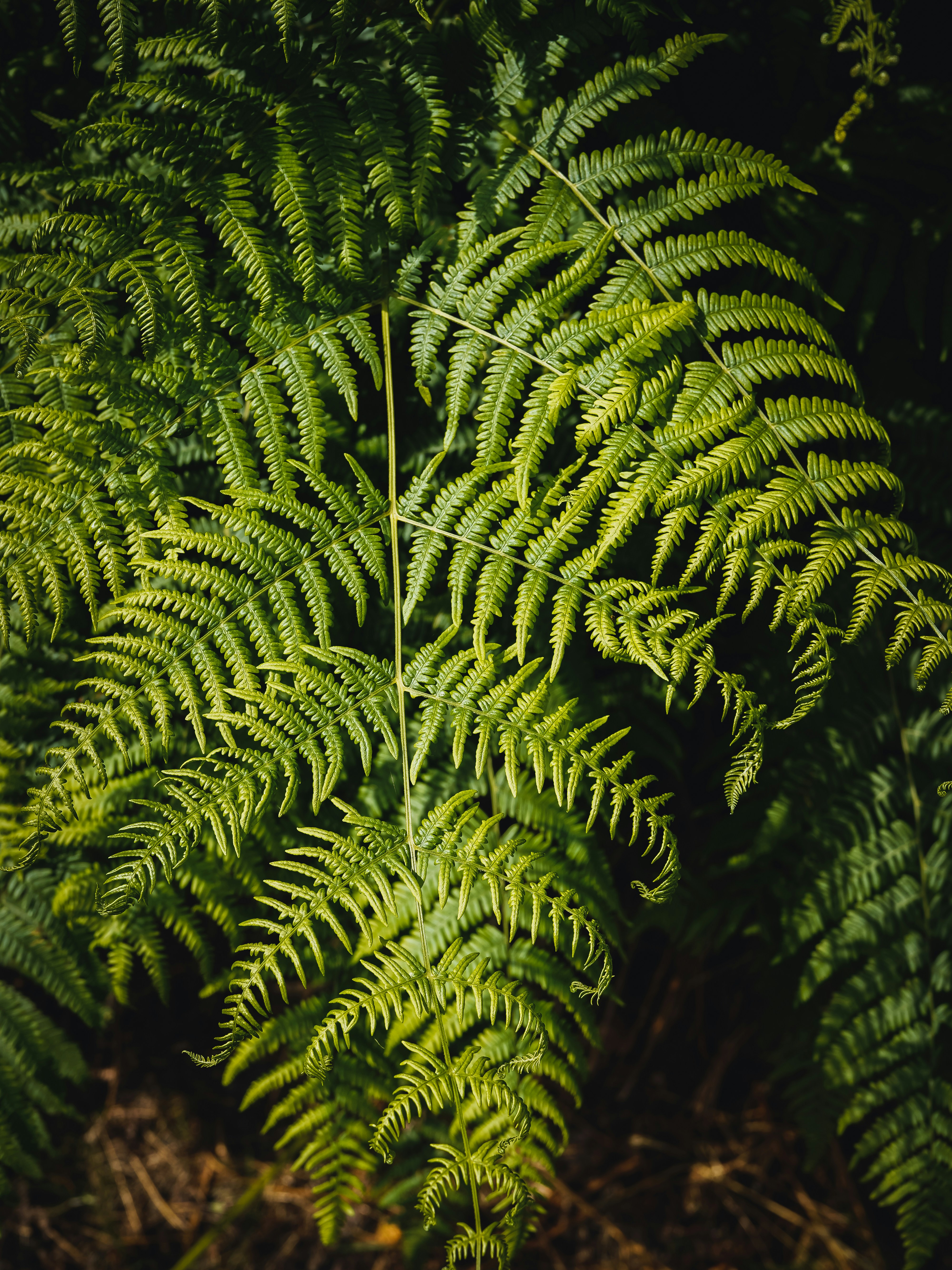 Sunlit Fronds: A Dance of Ferns in Quiet Shade