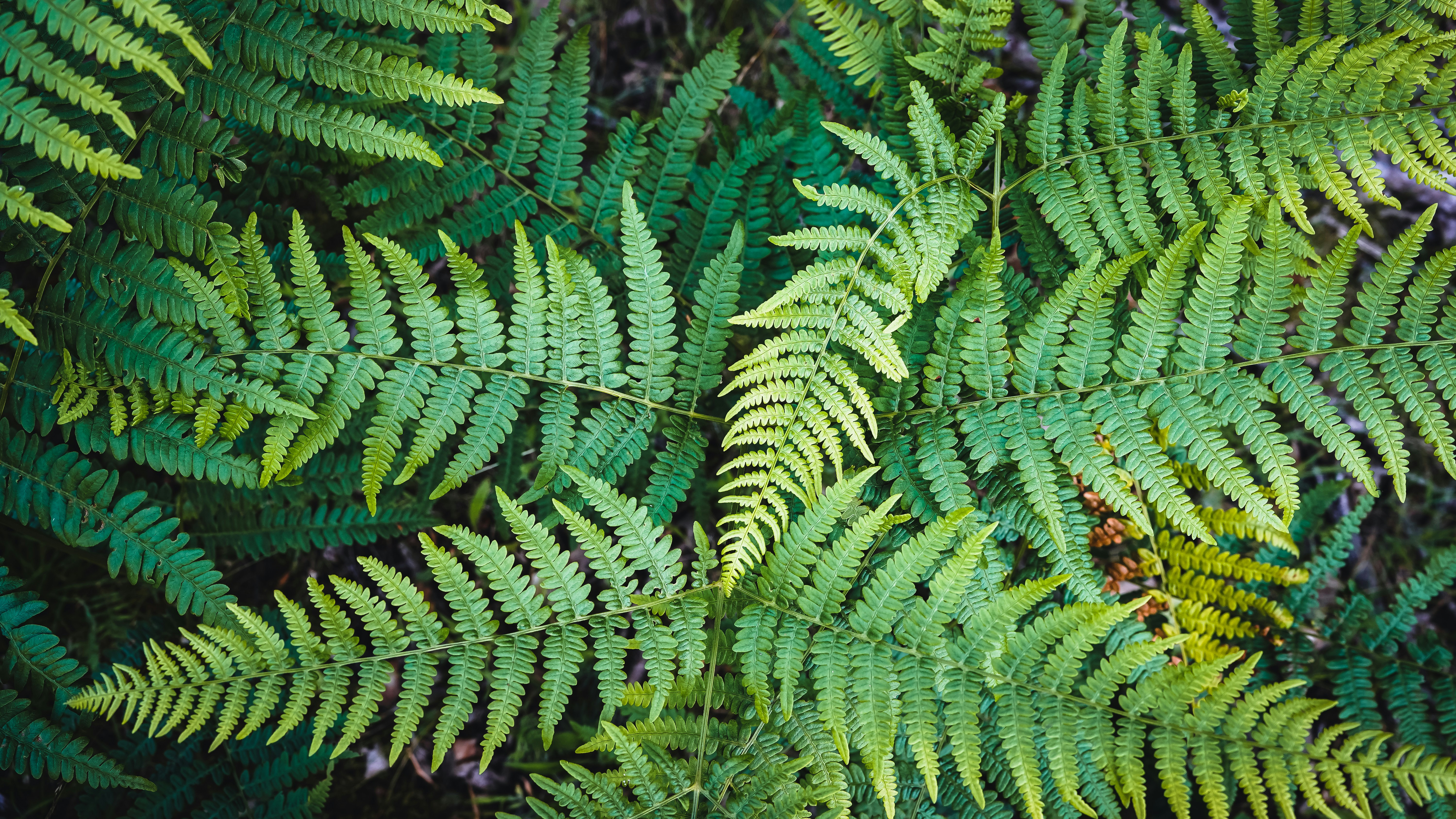 Emerald Fronds: a Close Encounter with Veined Ferns