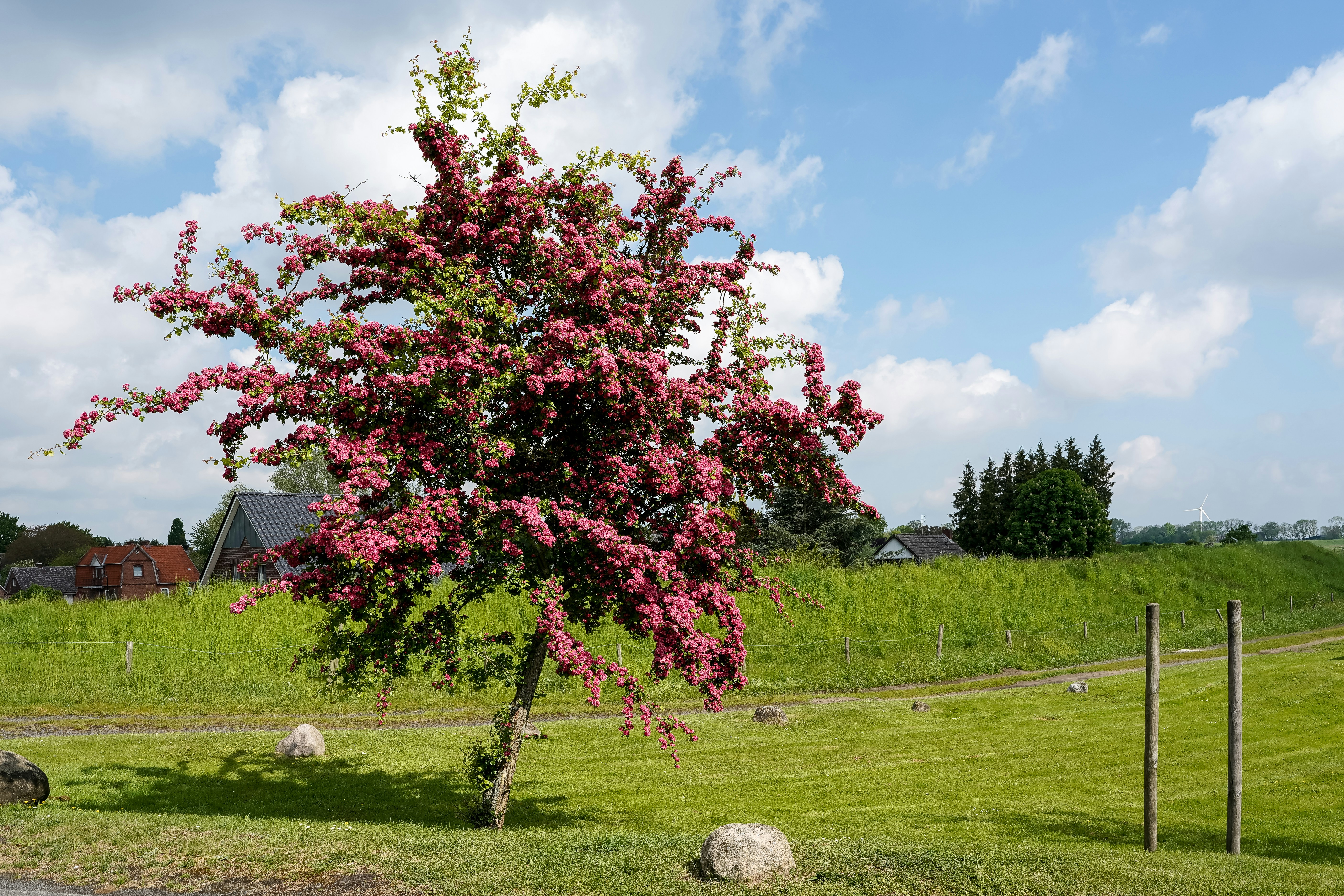 Blossoming orchard sentinel under a breezy blue sky