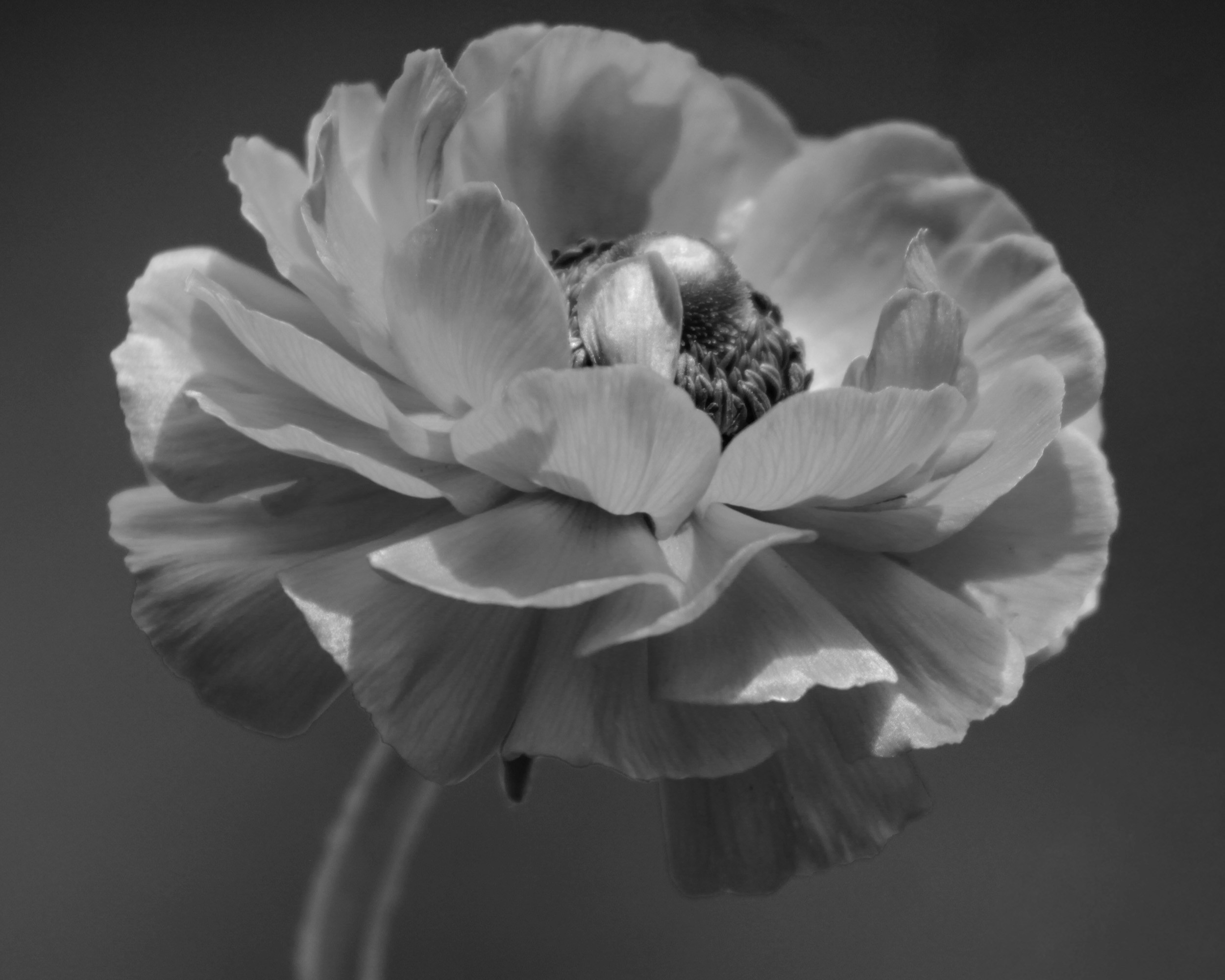 Petaled Dawn: A Close-Study of a Lone Poppy in Monochrome
