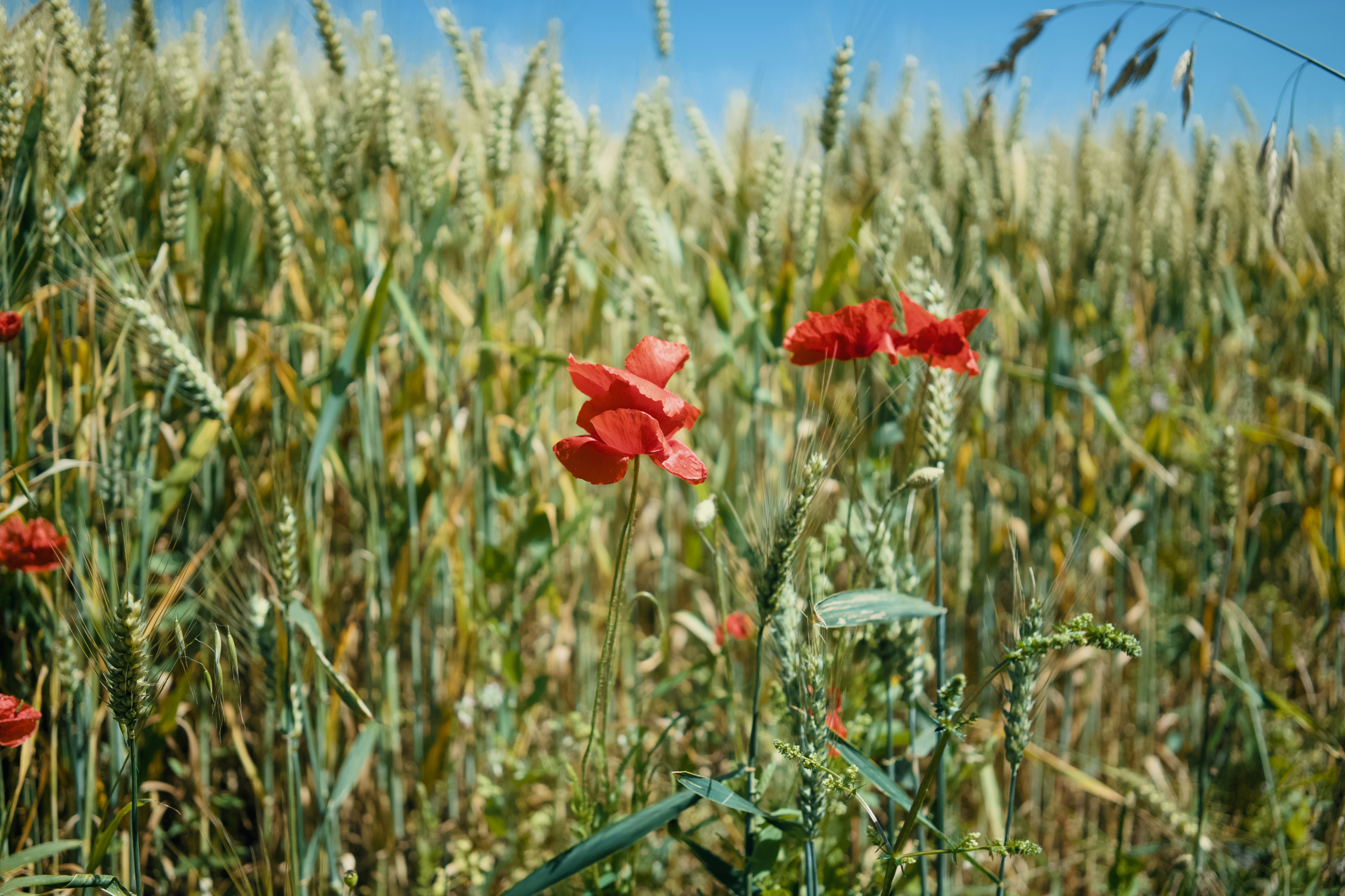 Scarlet in the Grass: Red Poppies Amid Golden Wheat