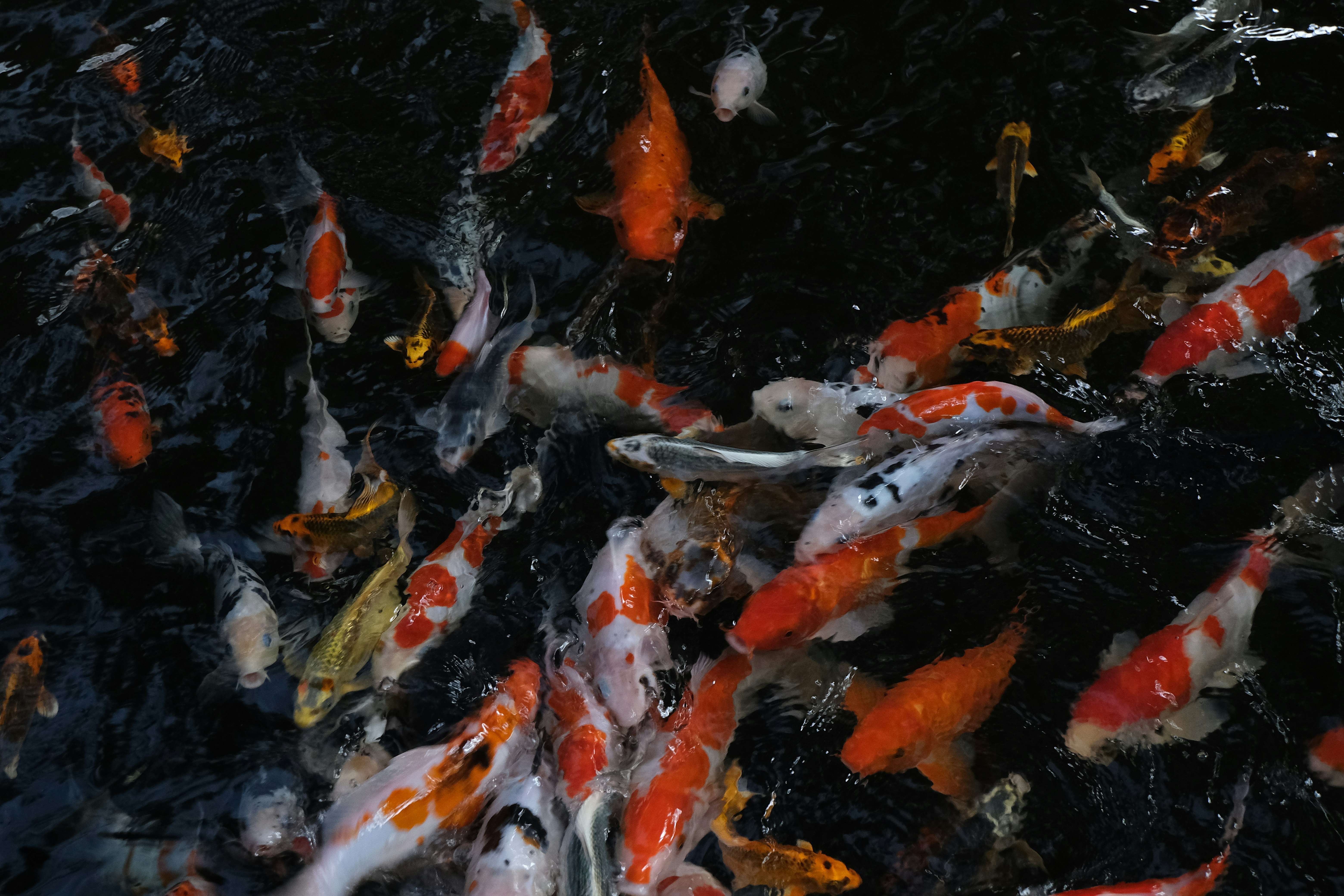 Koi Confluence: A Vivid Swirl of Color in Dark Water