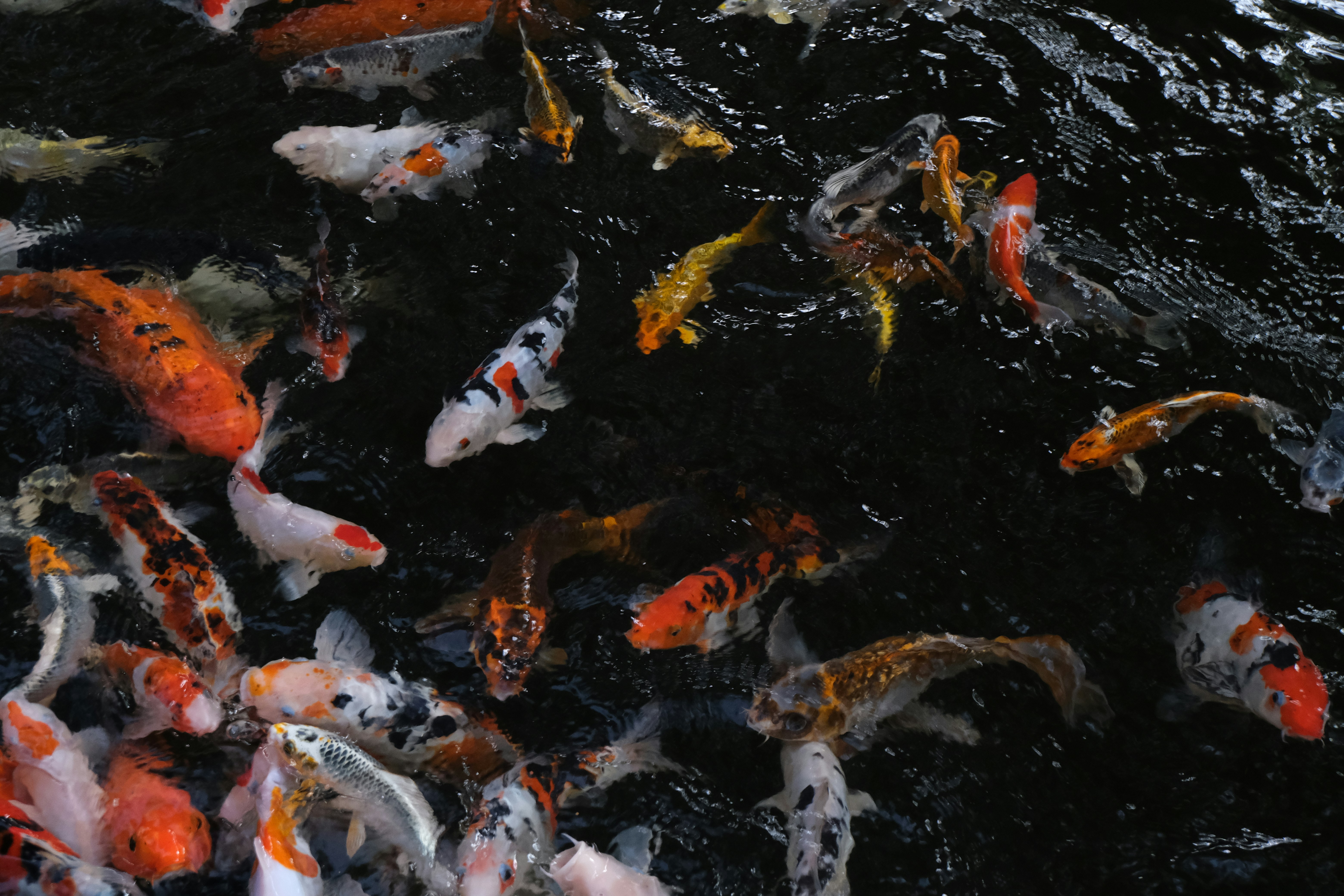 Koi Cast: A Vivid Swarm on Dark Water