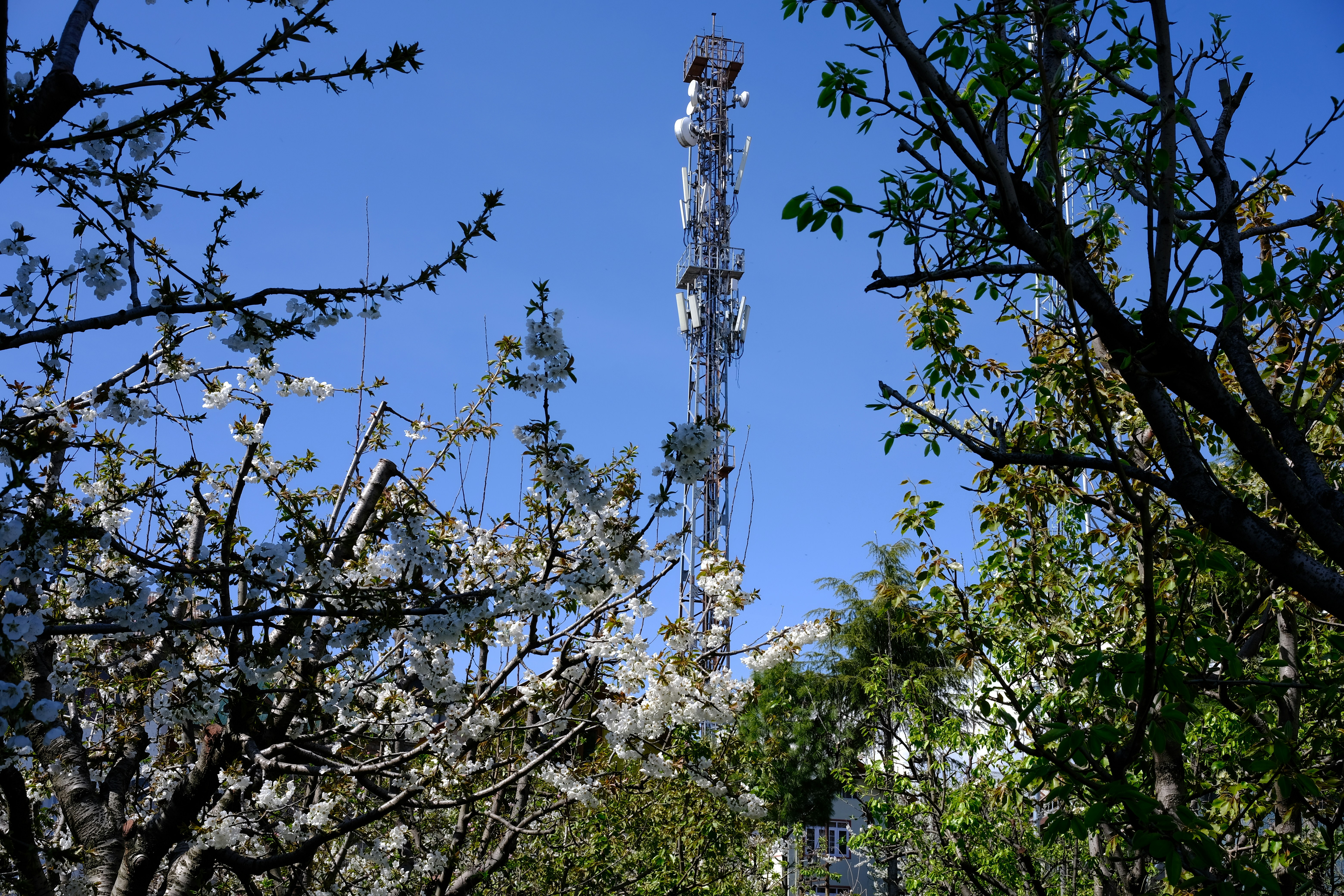 Cell Tower in a Blossoming City Skyline