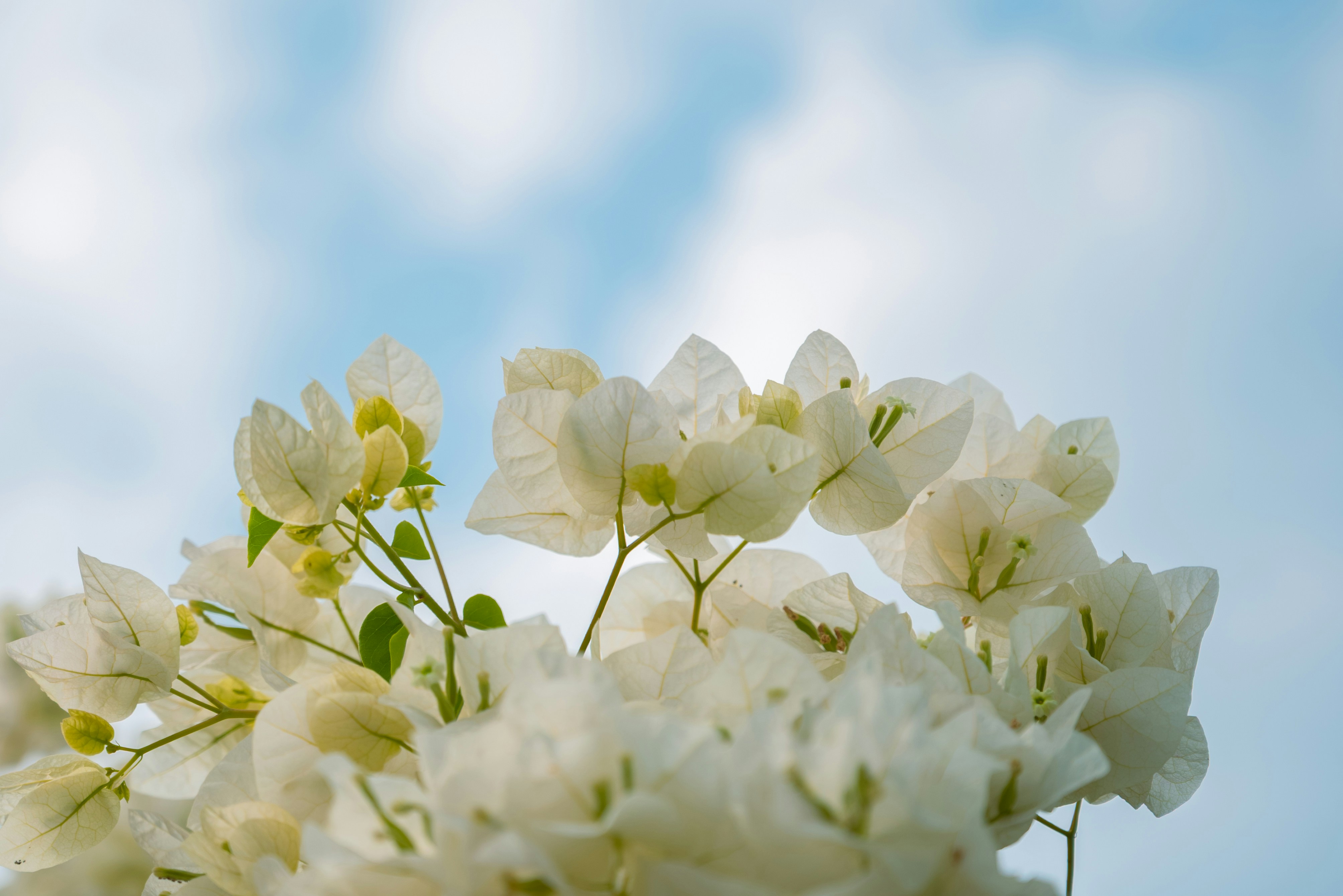 White Hydrangea Cascade Against a Clear Sky