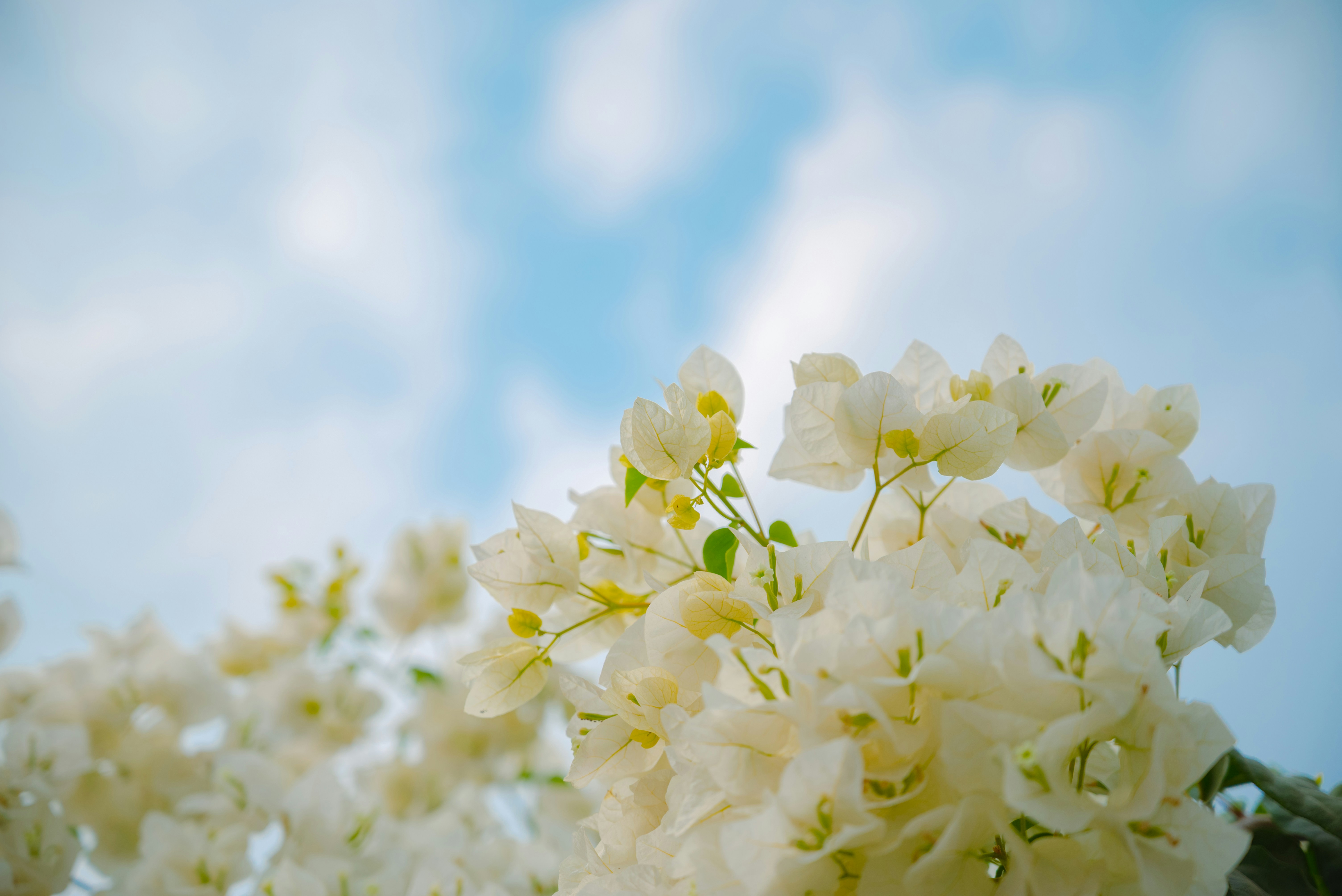 Bouquet in Soft Focus Against a Sky-Willed Horizon