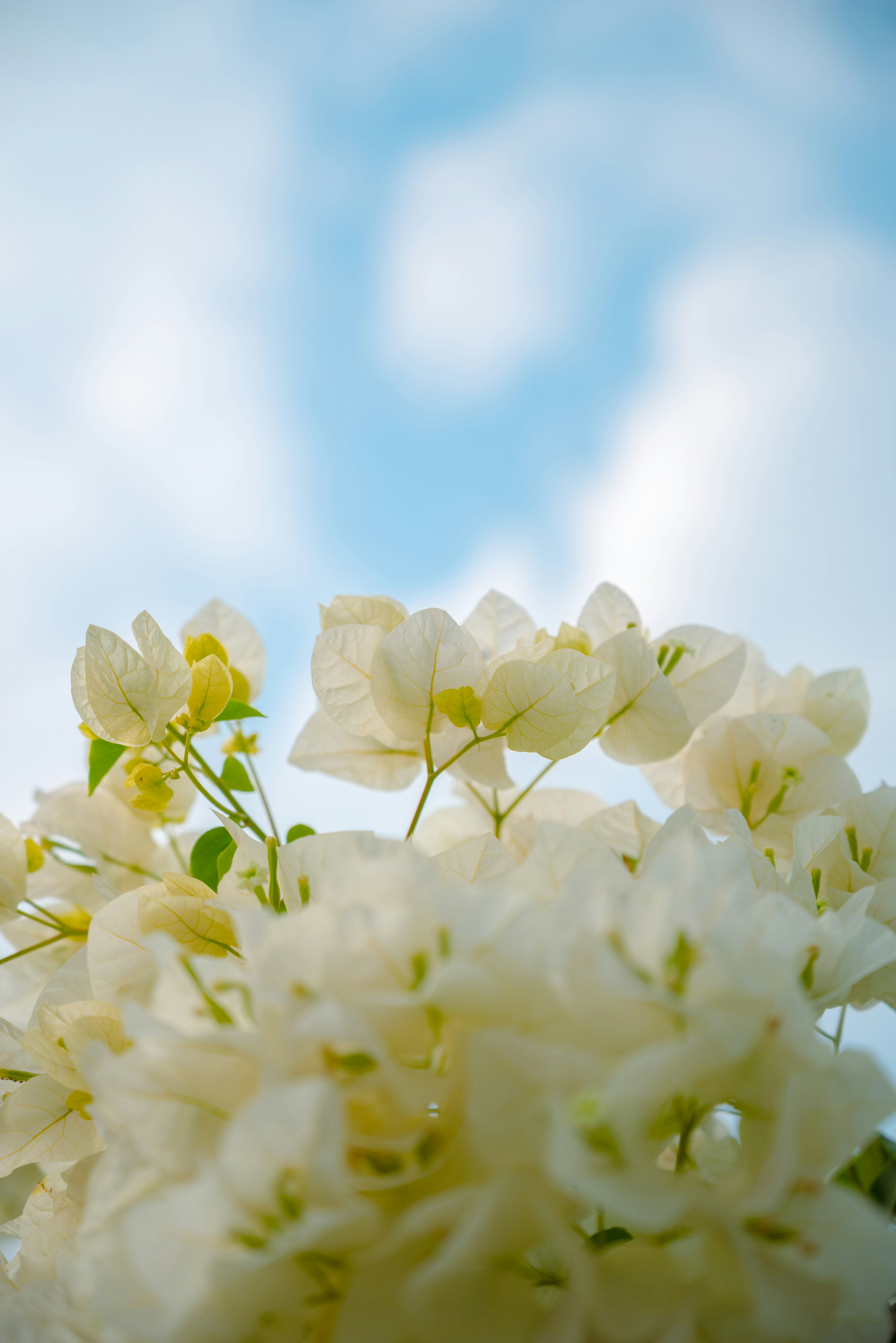 White Bouquets Reaching Toward a Bright Sky