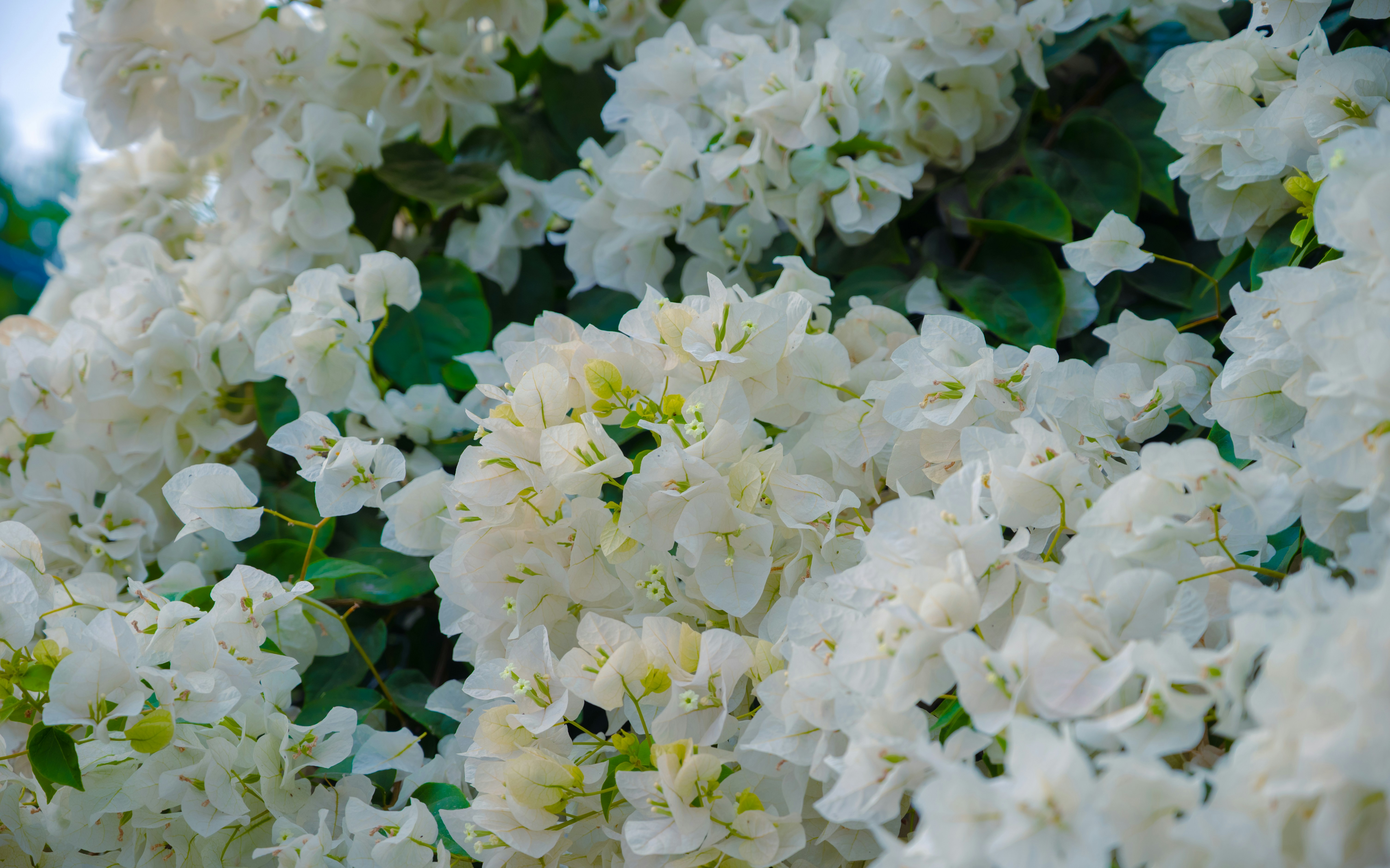 Whispers of White: A Sea of Hydrangea Blossoms