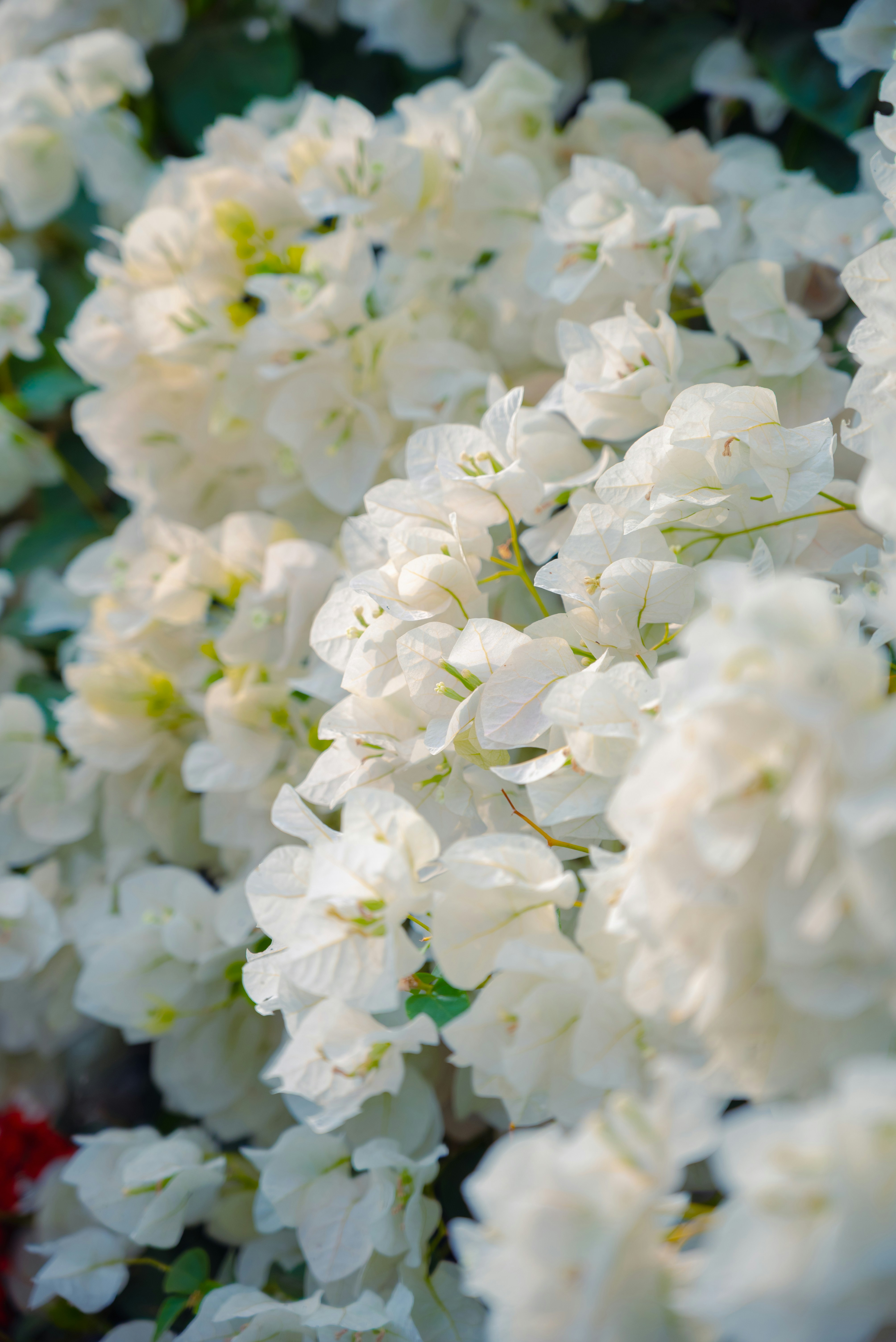 Whispers of White: A Cascade of Blooms