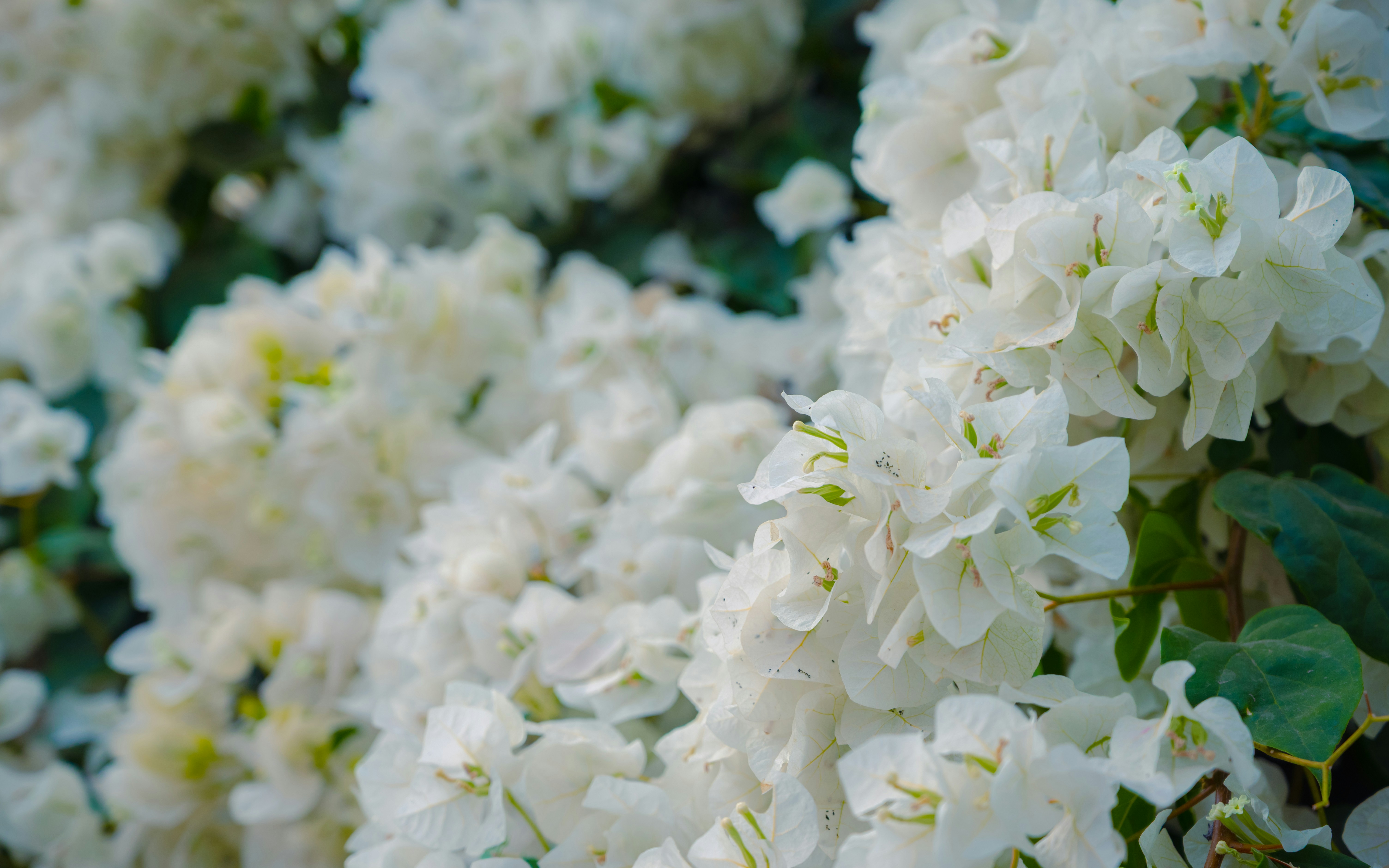 Floral Cascade: White Hydrangea in Soft Sunlight