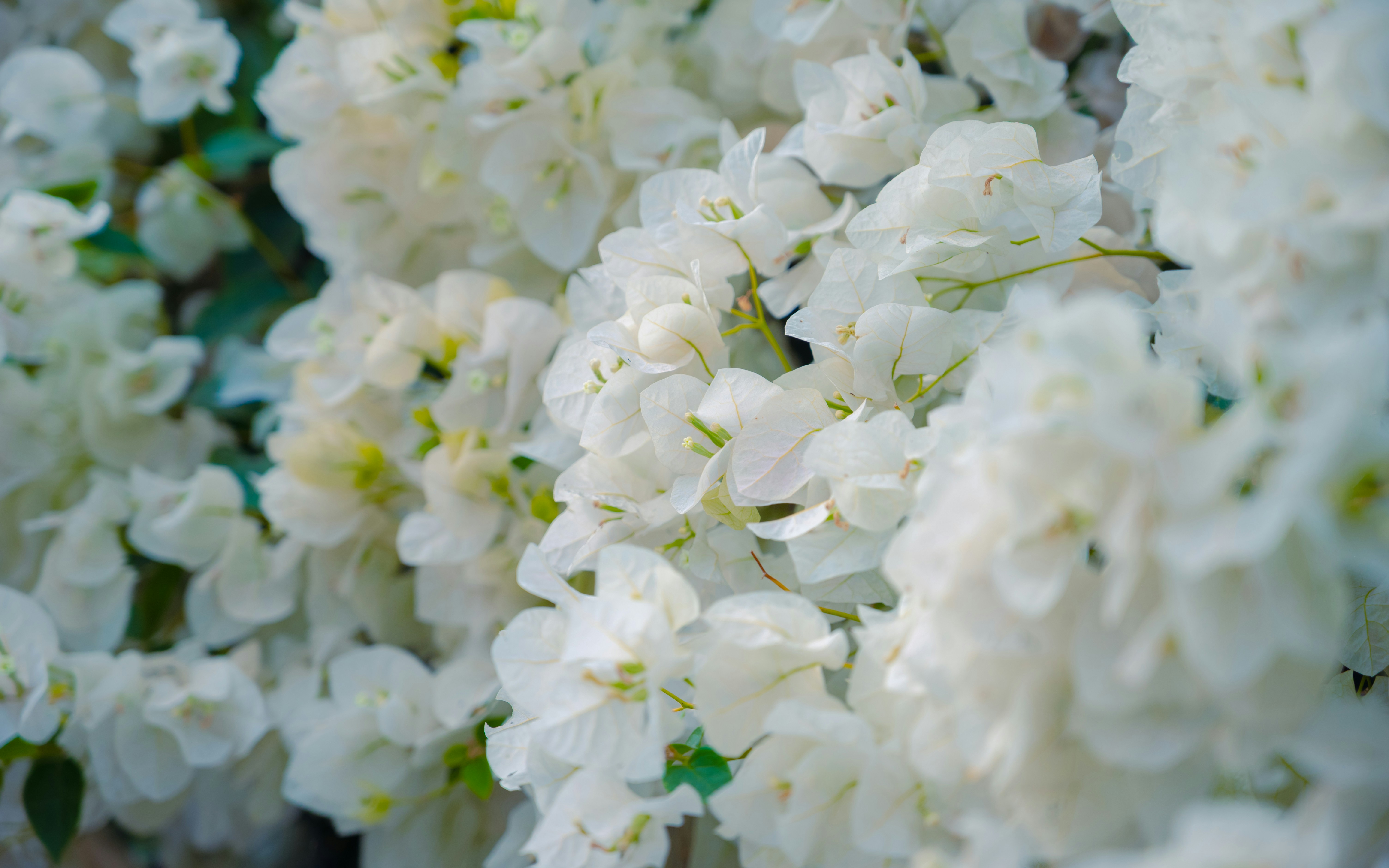 White Hydrangea Cloudscape
