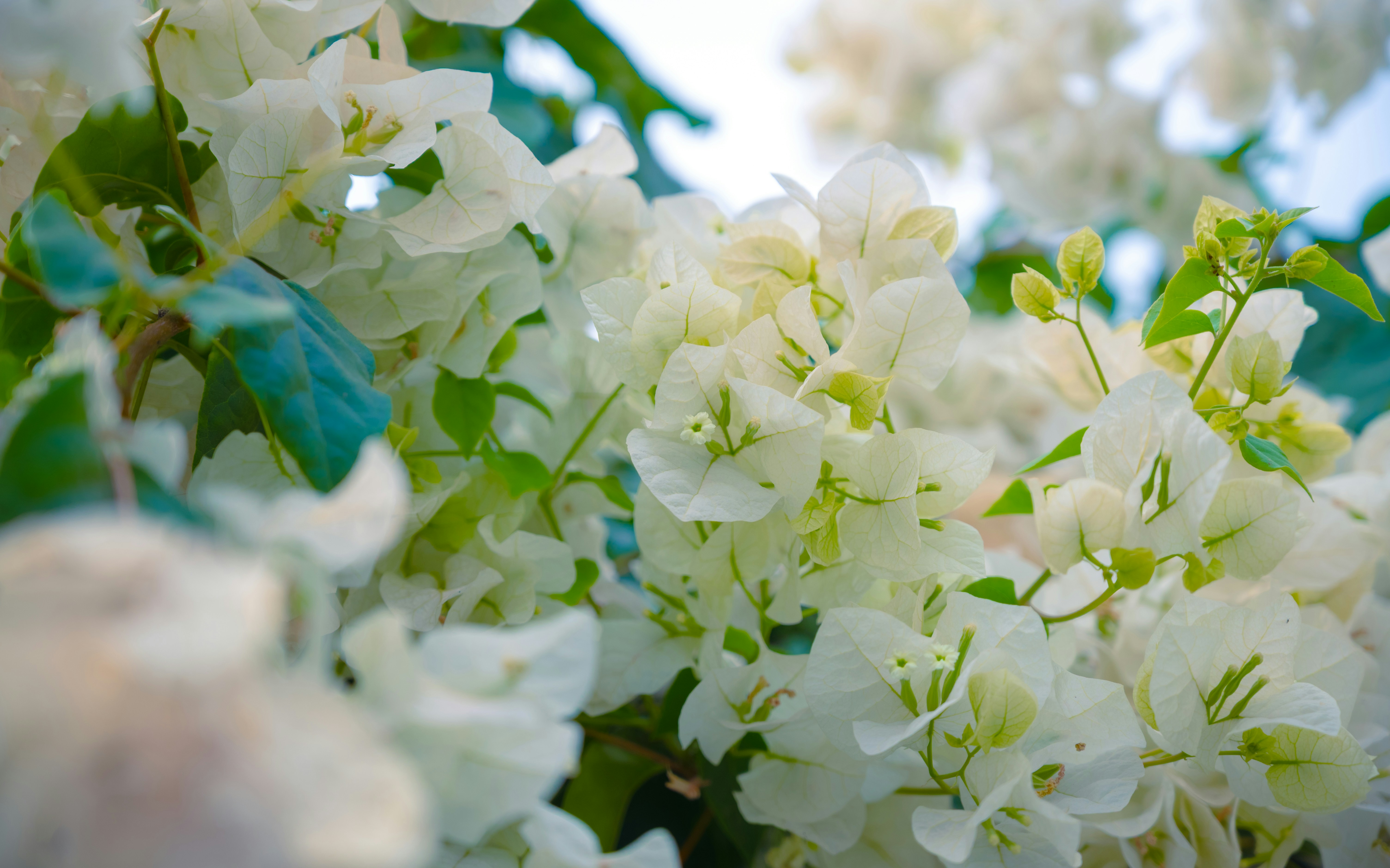 Sculpted White Blooms: A Sunlit Cascade of Hydrangea-like Flowers
