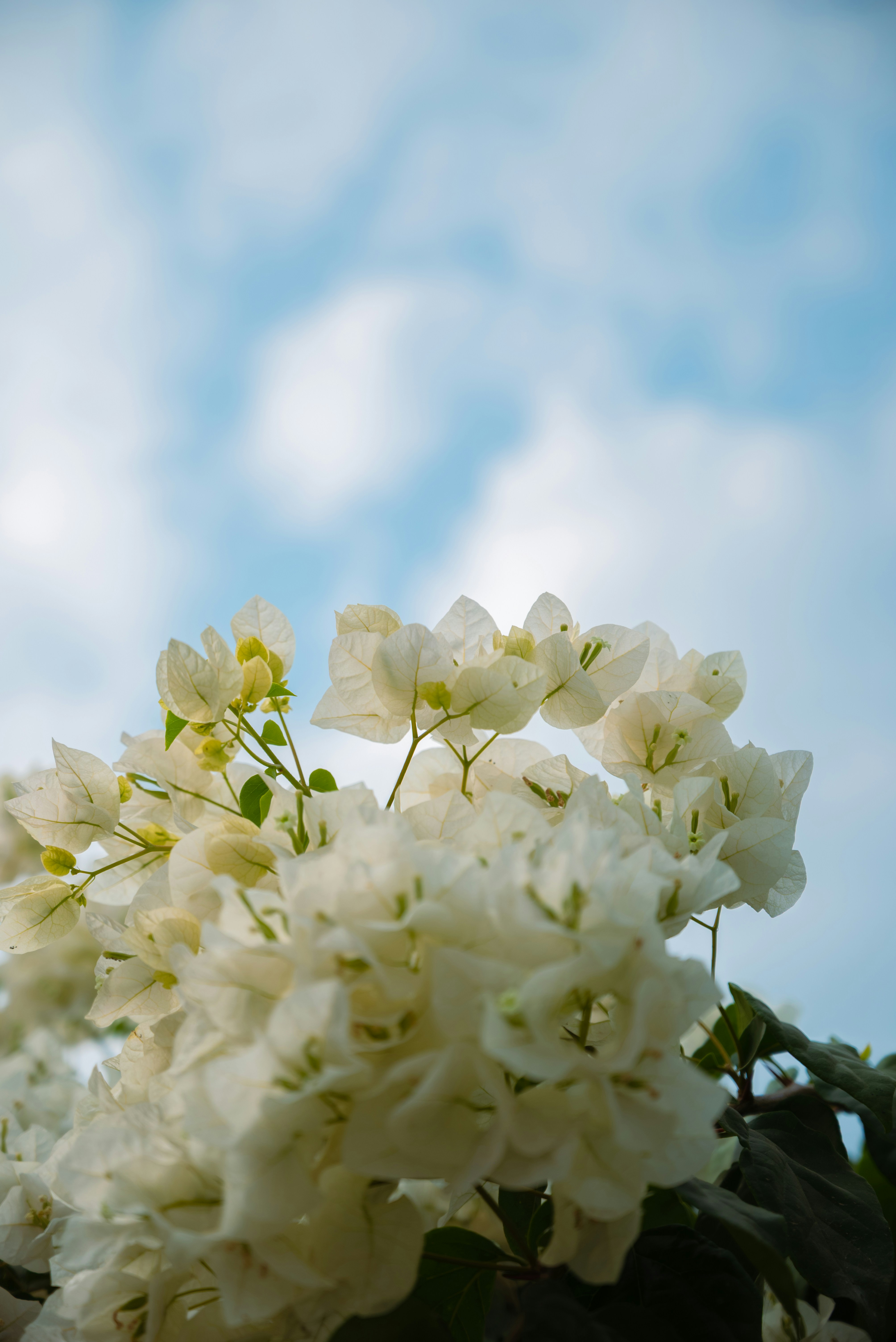 White Bouquets Reaching Toward a Blue Sky