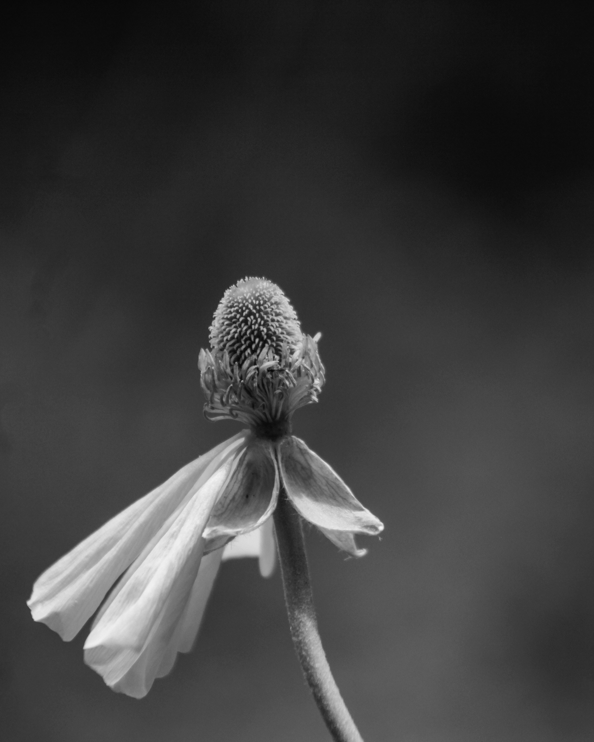 Monochrome Bloom: A Dandelion Head in Focus on the Verge of Bloom