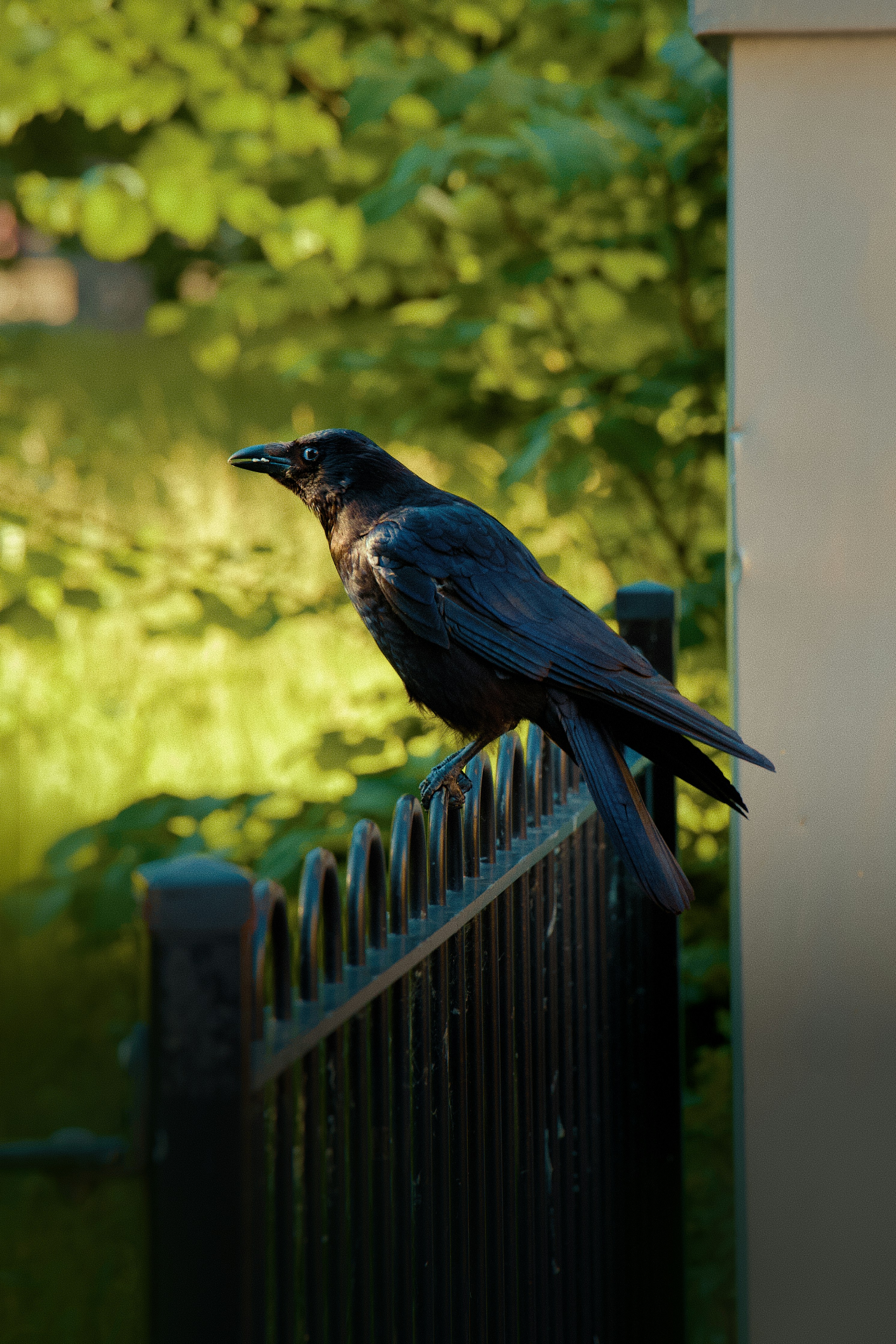 Midday Watcher: A Crow Perched Along a Quiet Fence