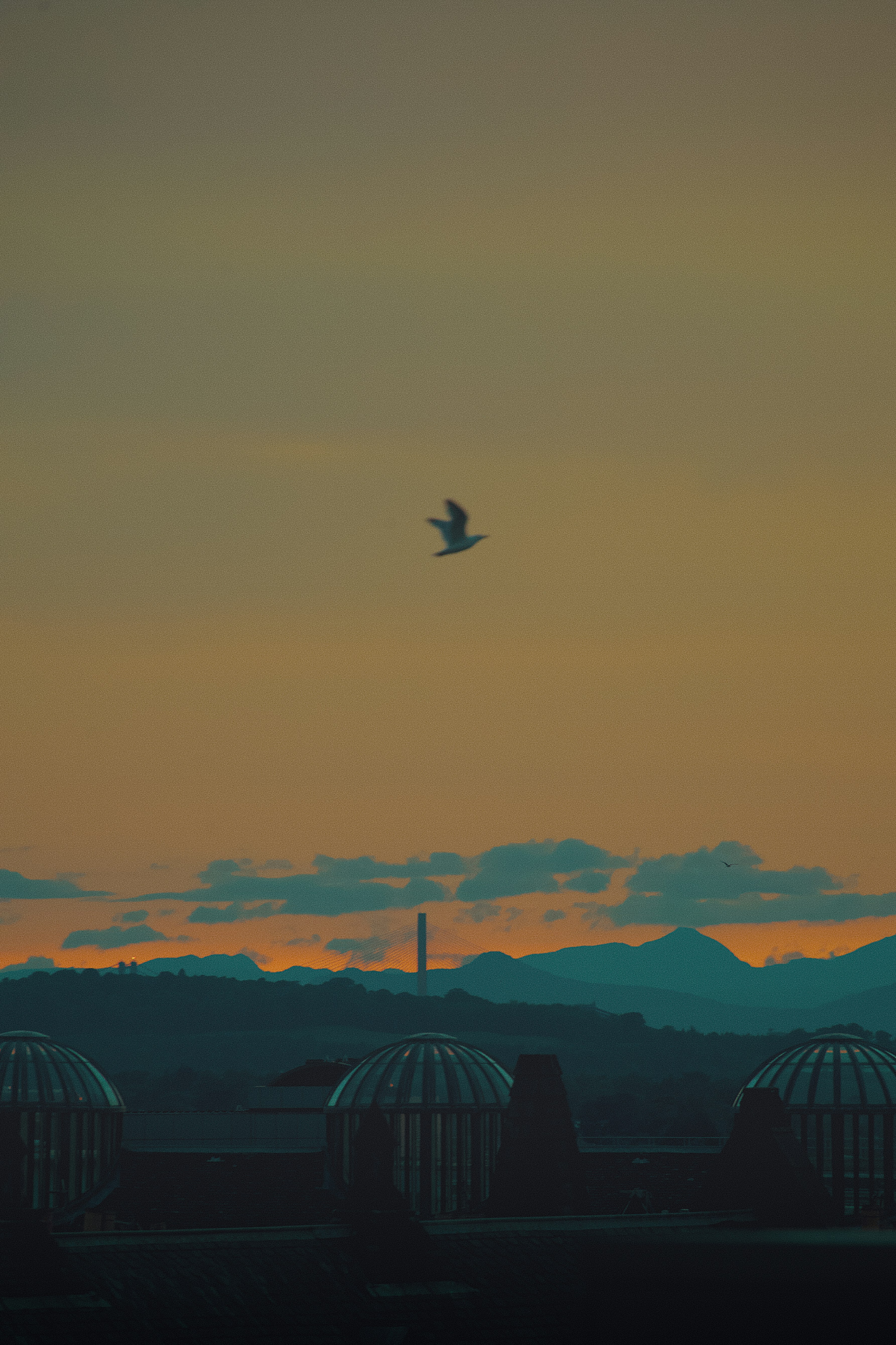 A lone gull over a city silhouette at sunset