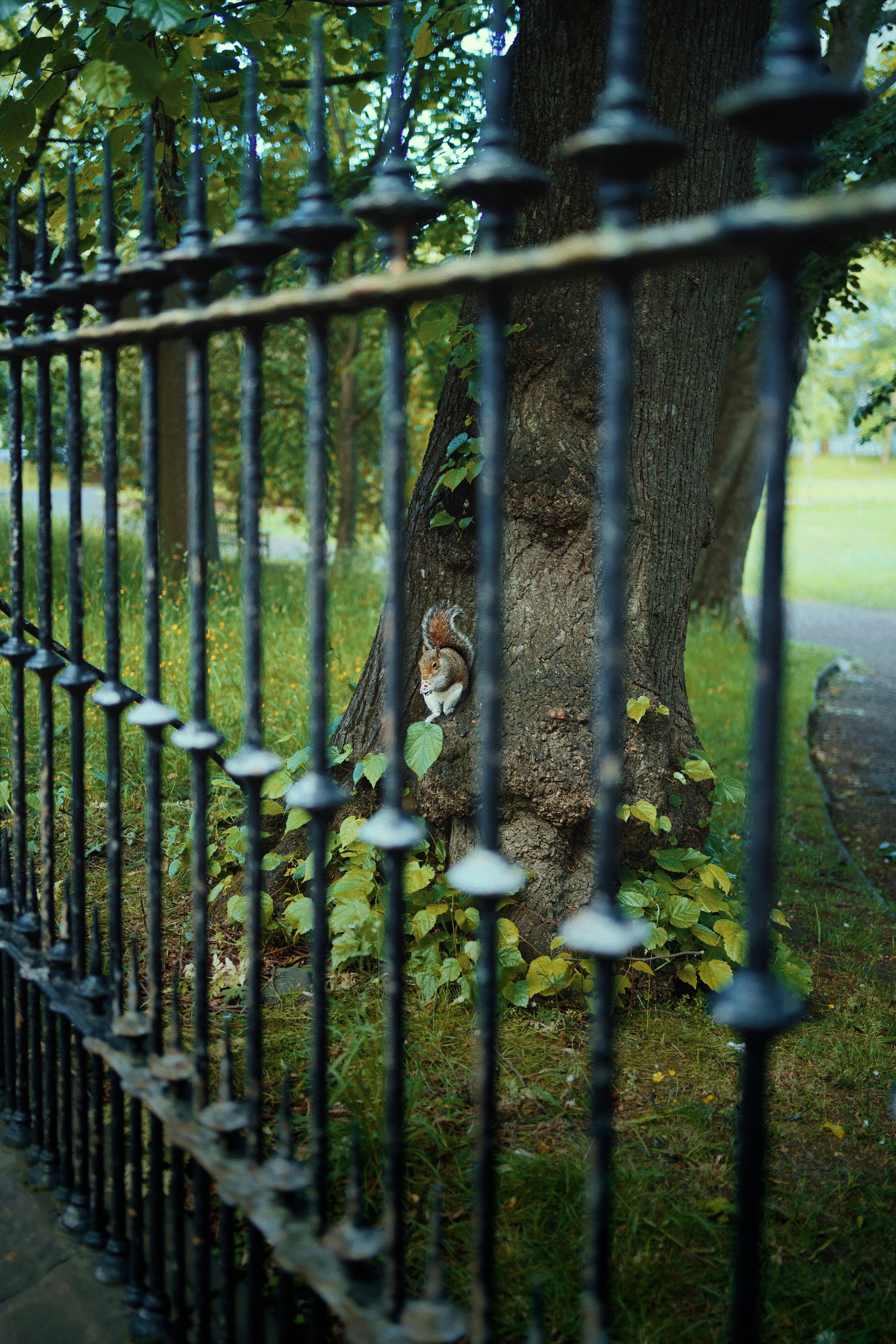 Iron Wards and Ivy: A Seasoned Tree Guarded by Metal Spikes
