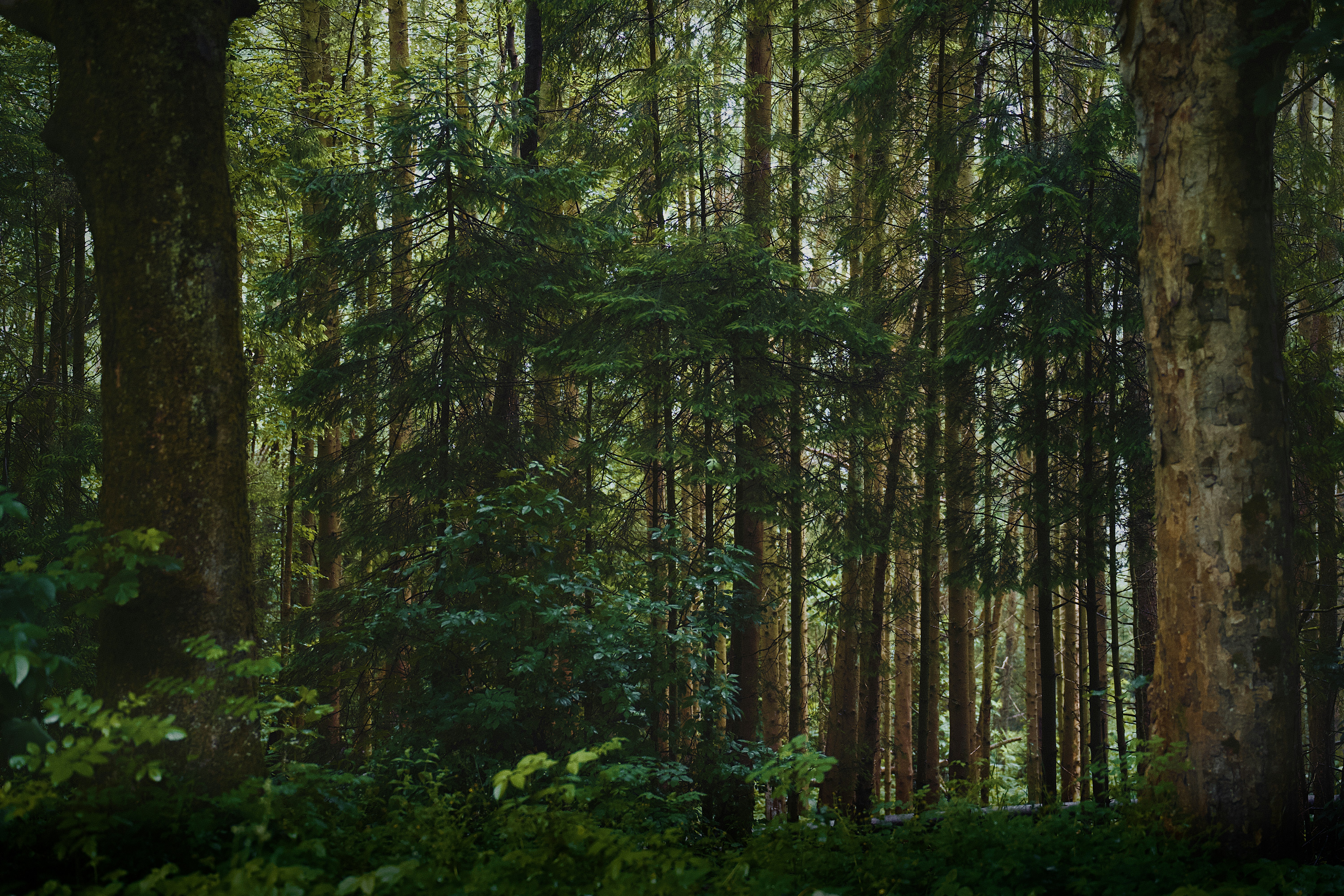 Emerald Pines: Depths of a Quiet Dawn in the Wood