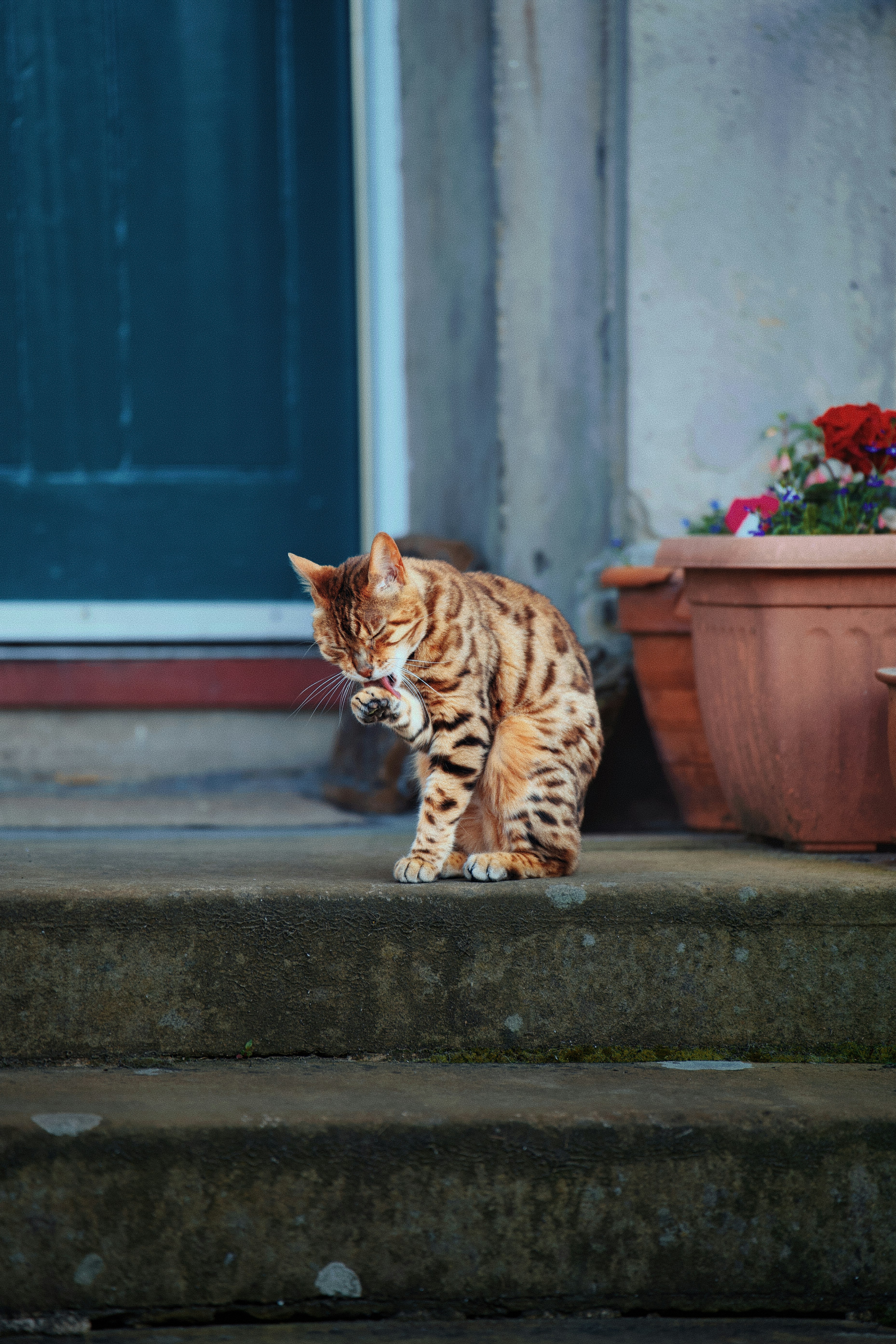 Crouched Curiosity: A Bengal Cat Inspecting a Cracked Concrete Step