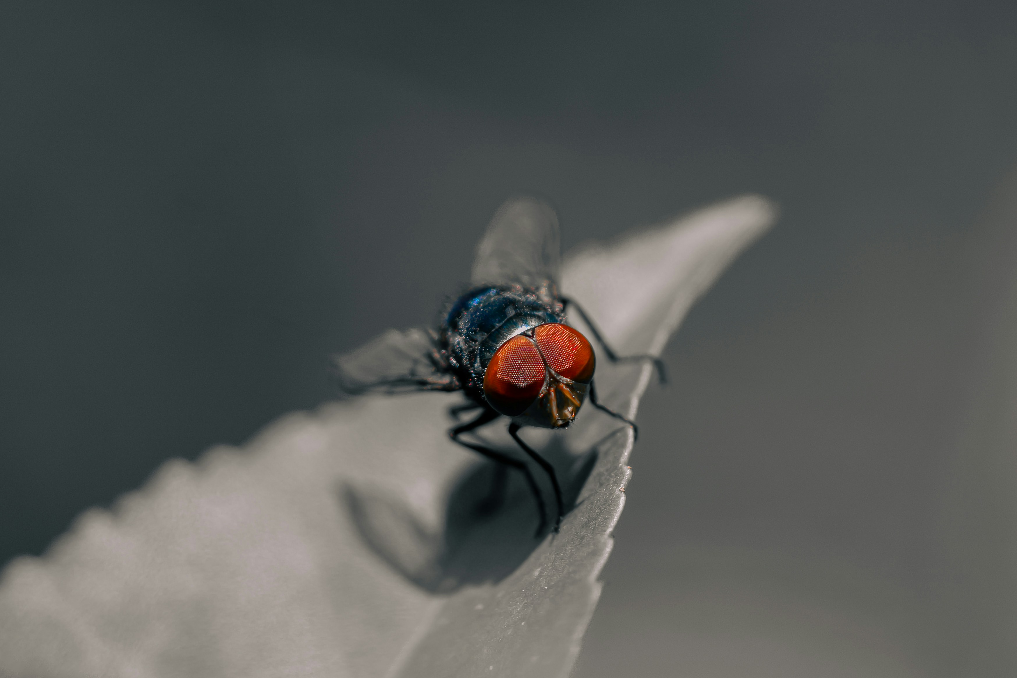 Red-eyed Fly on a Silvery Leaf