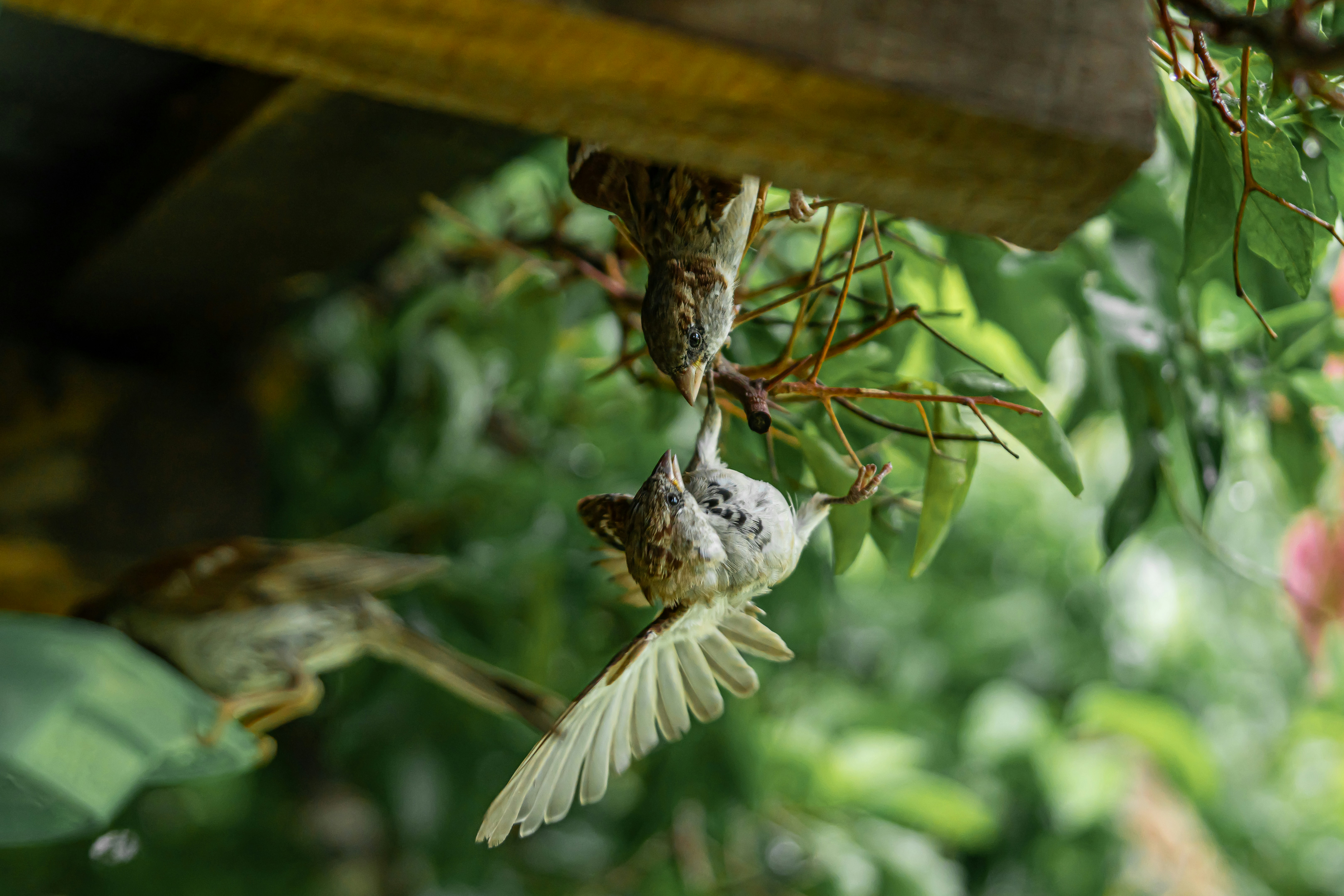 Hummingbird in Portrait of Motion Under Garden Parapet