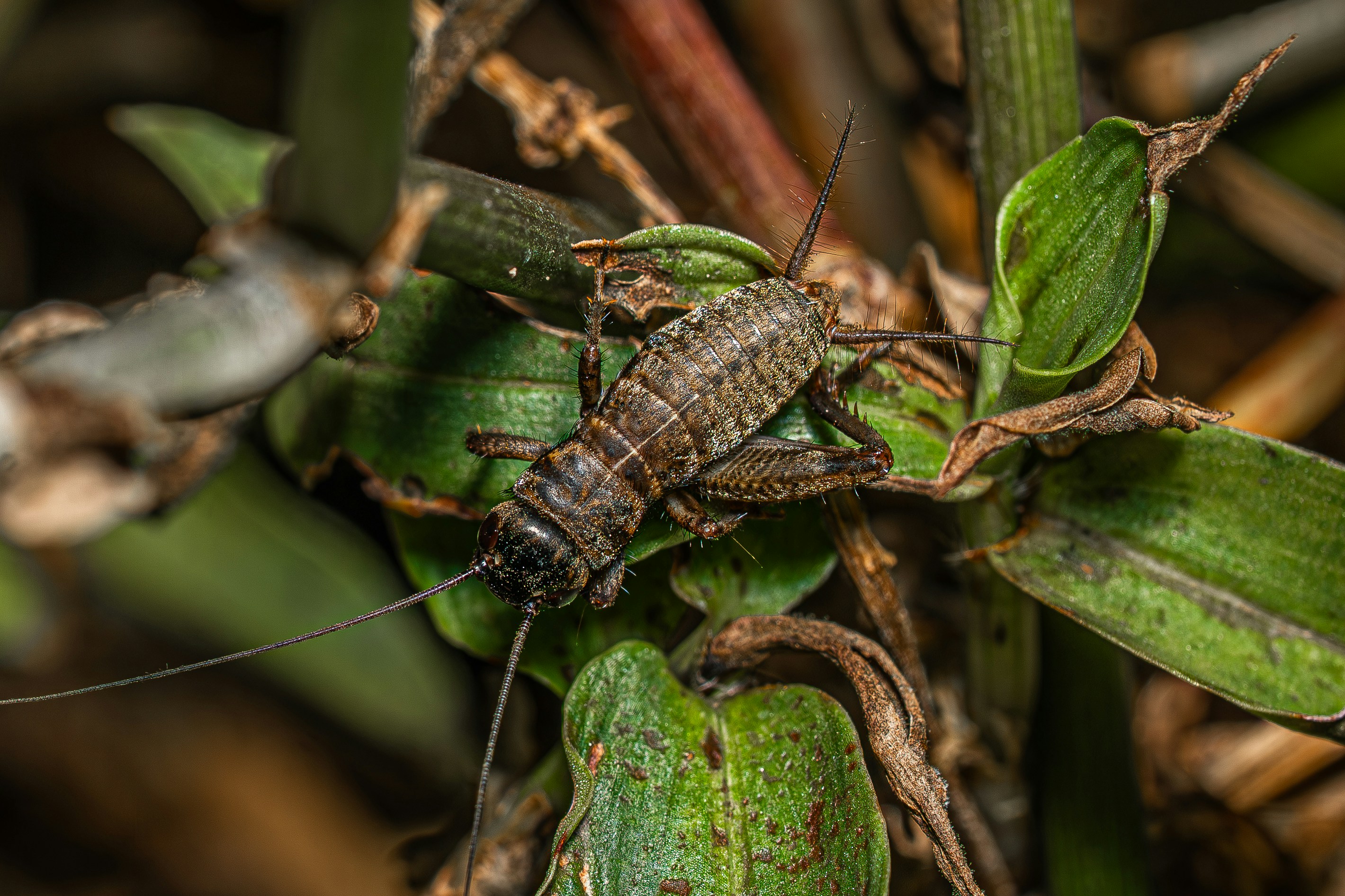 Grounded Armor: Close-up of a Camouflaged Stone Roach Amid Greenery