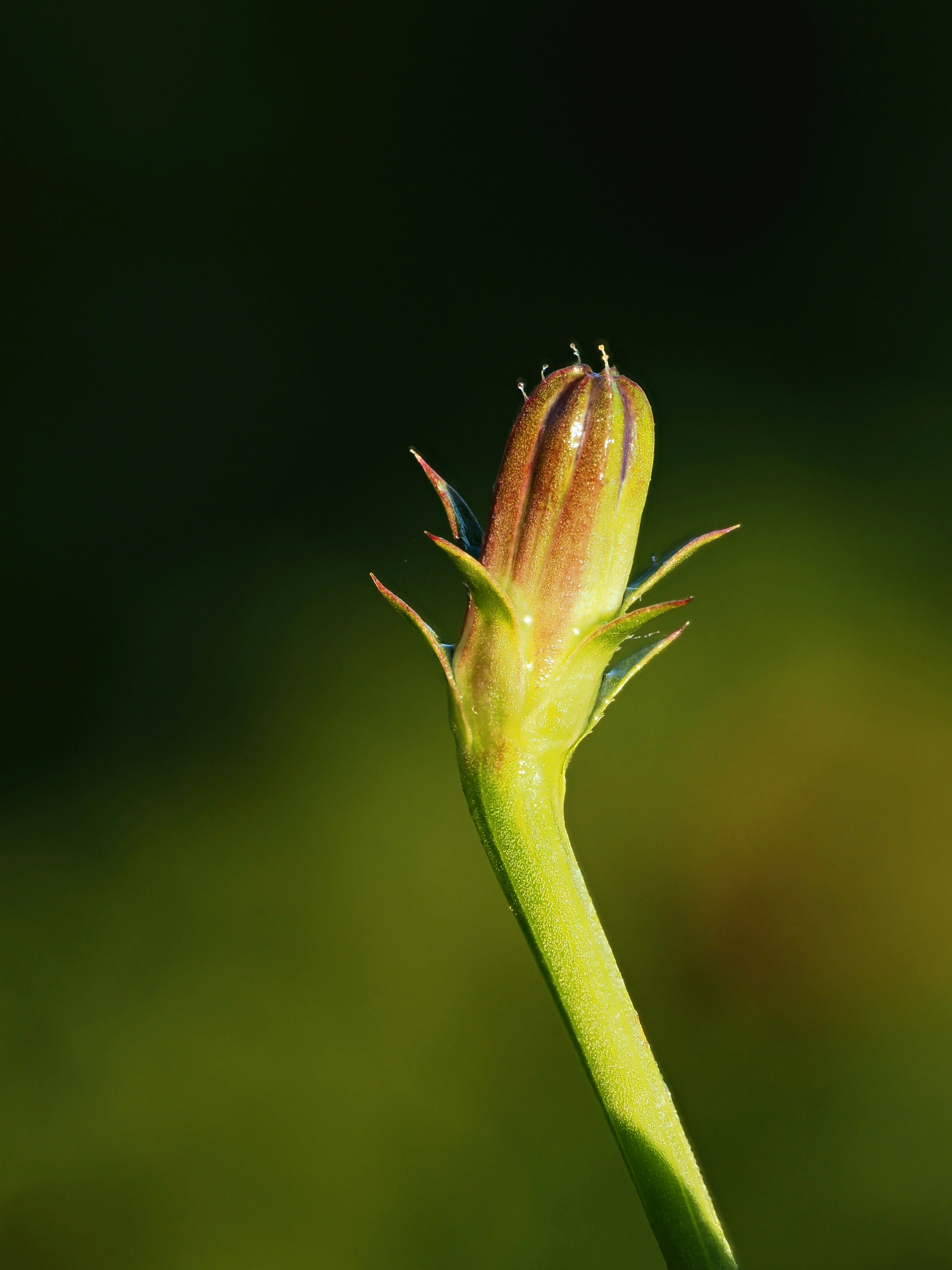 Emerging Bud in Sharp Focus Against Soft Green Backdrop