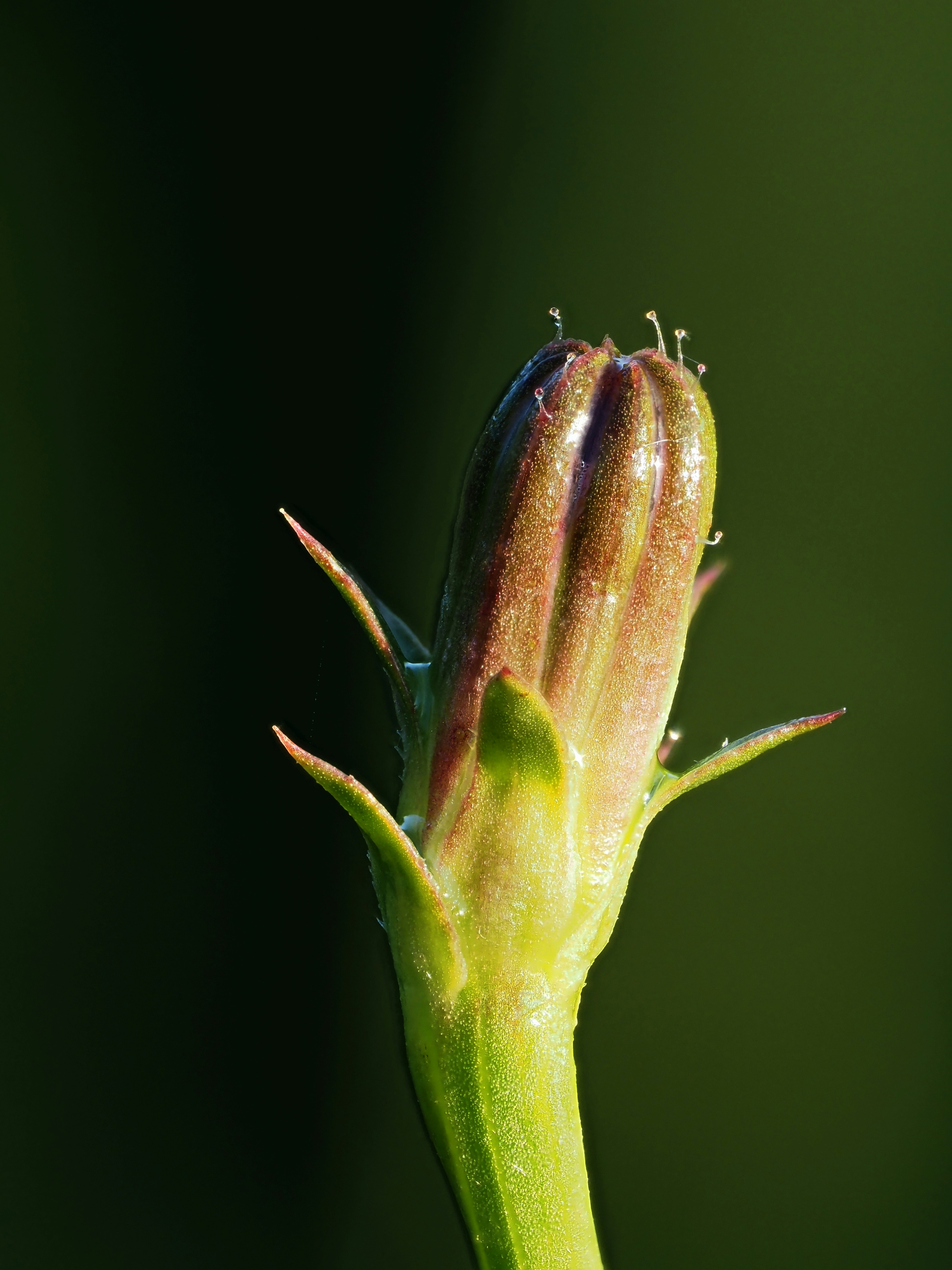 Bud Unfurling: A Macro Moment of New Growth