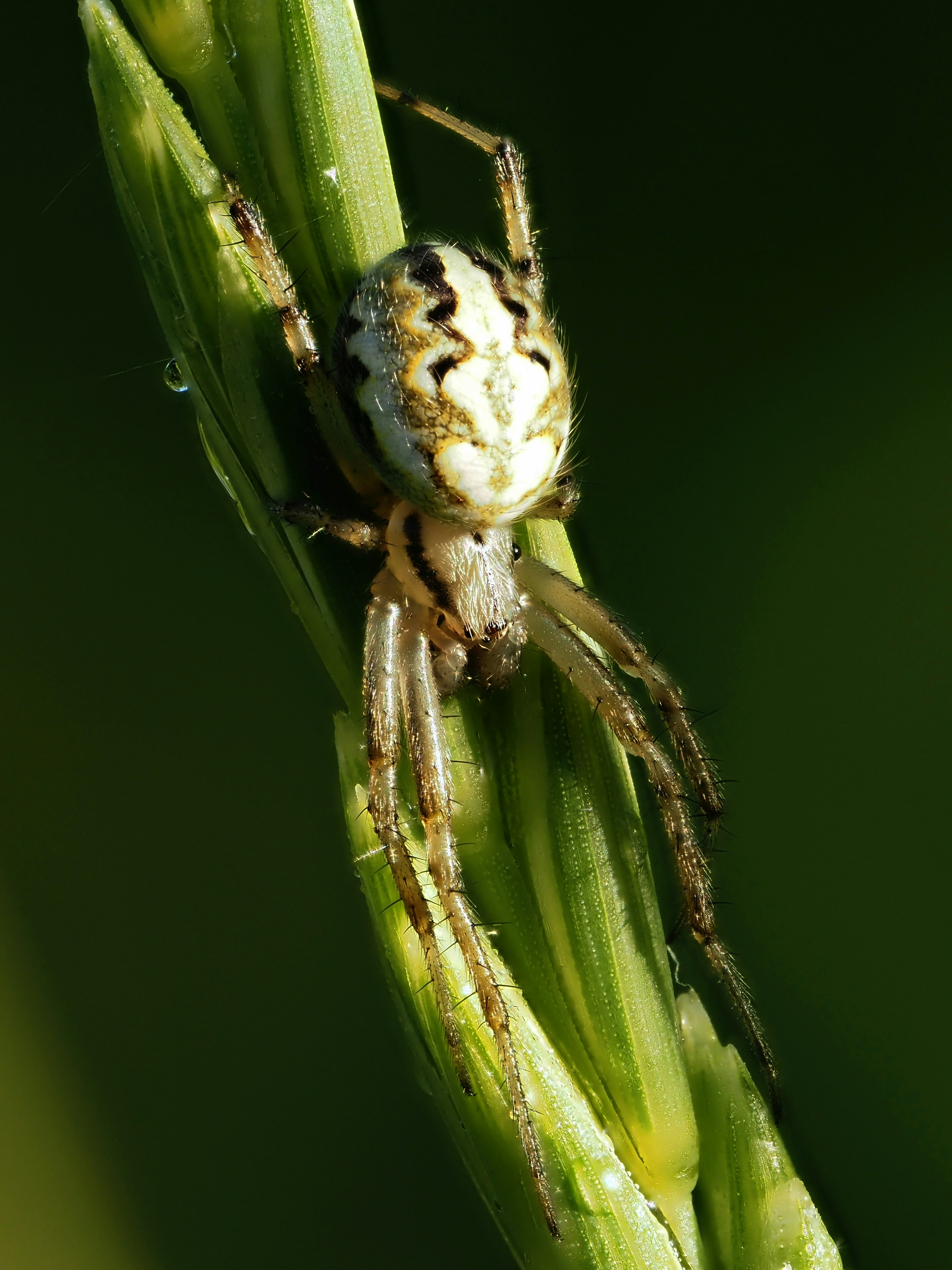 Ambush on a Blade: a Crab-like Jumping Spider in Macro Green