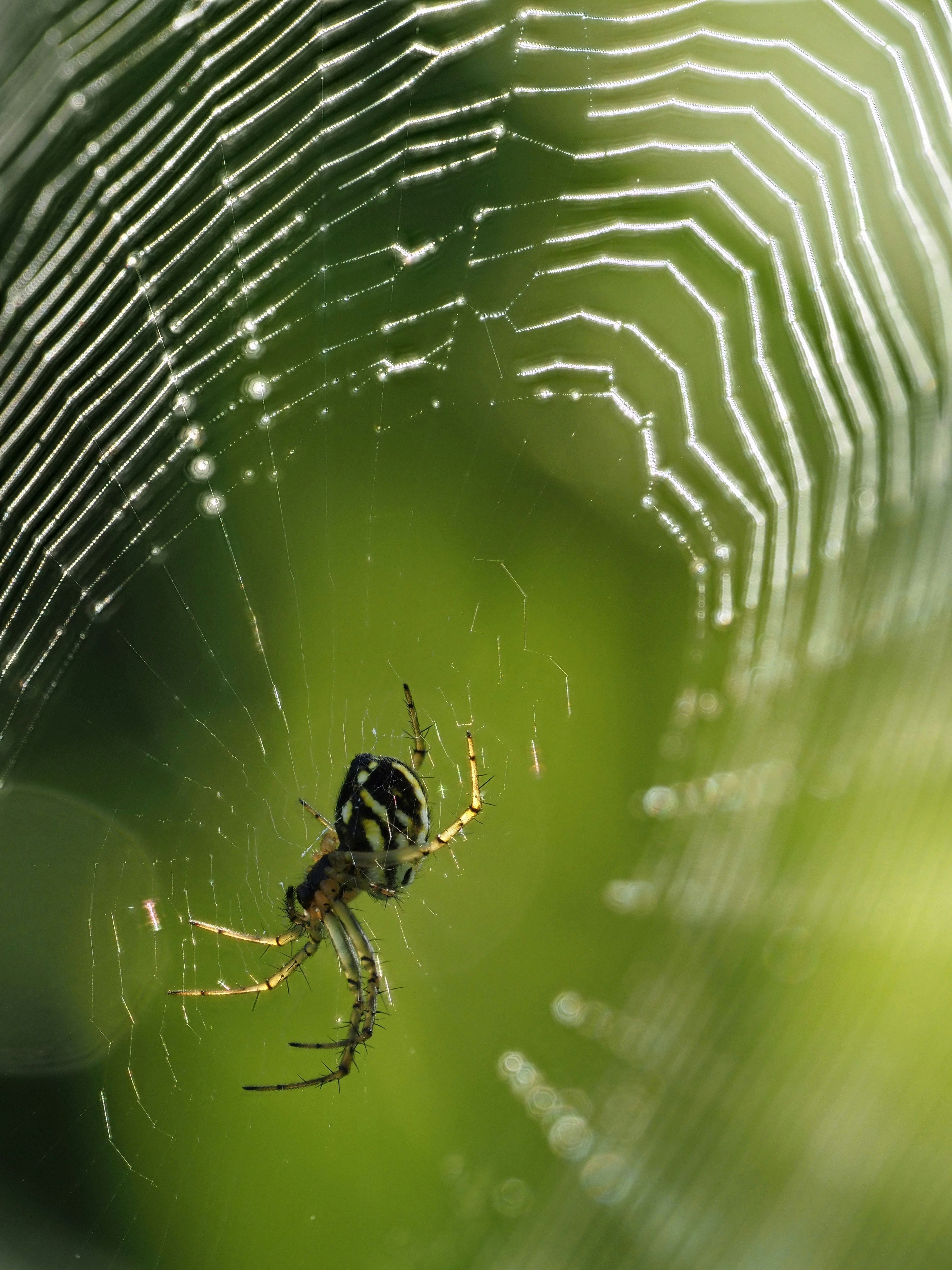 Webbed Stillness: Spider at the Center of a Dew-kissed Orb