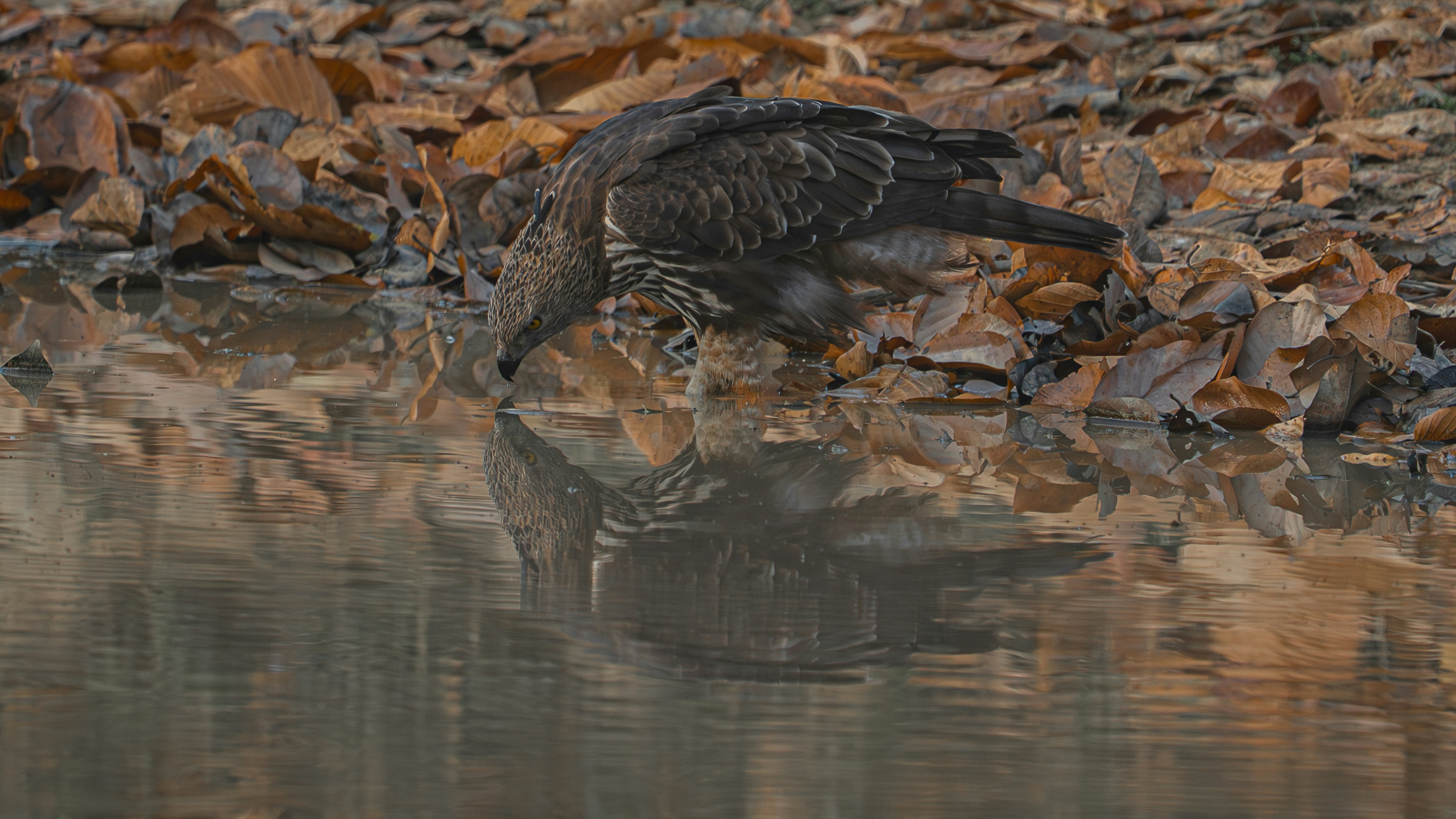Reflection at Dusk: A Solitary Spoonbill Probes the Quiet Shore
