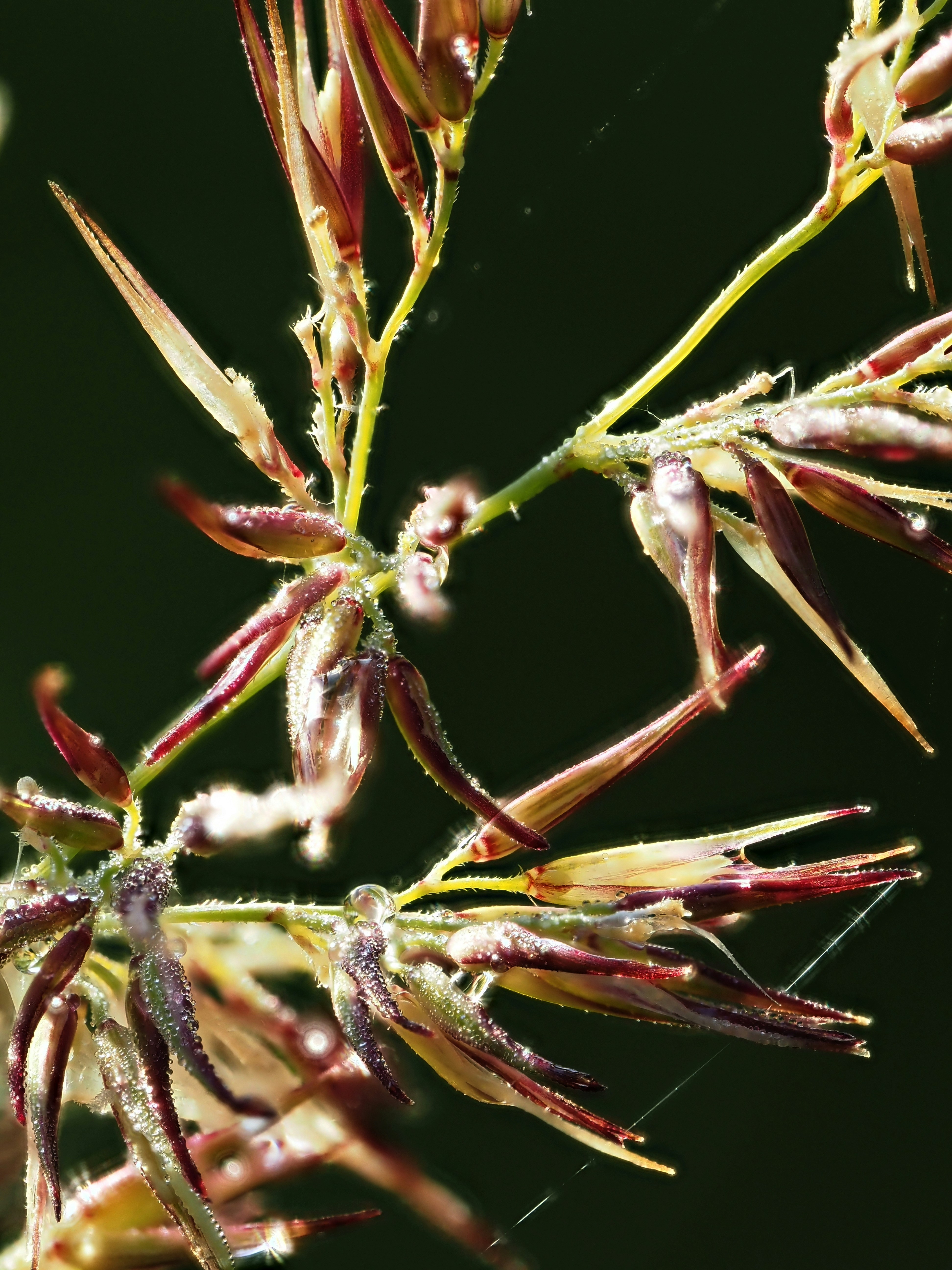 Close‑up of Dew-Flecked Seed Heads: Delicate Fractals in Light