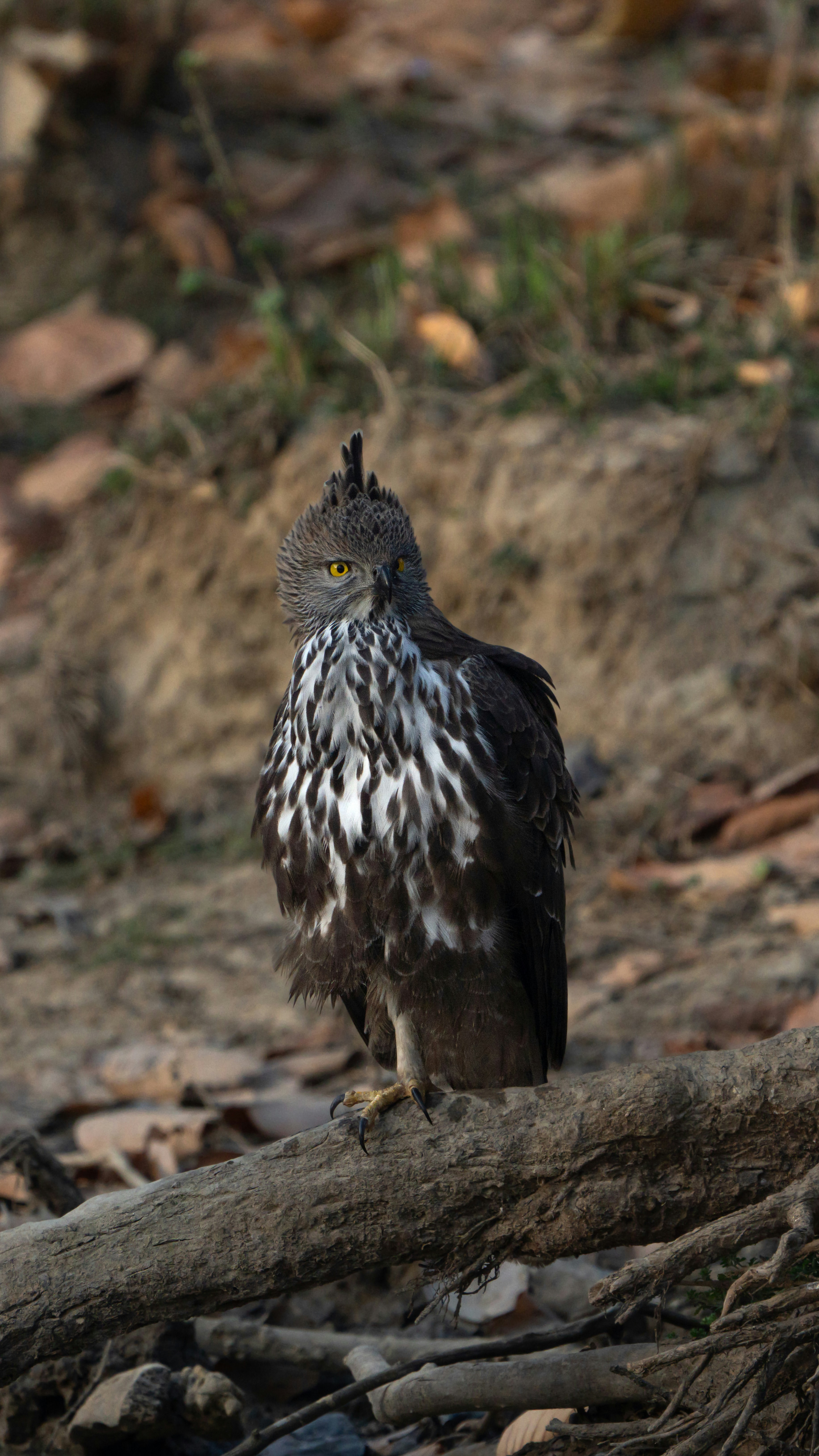 Stare of the Forest Watcher