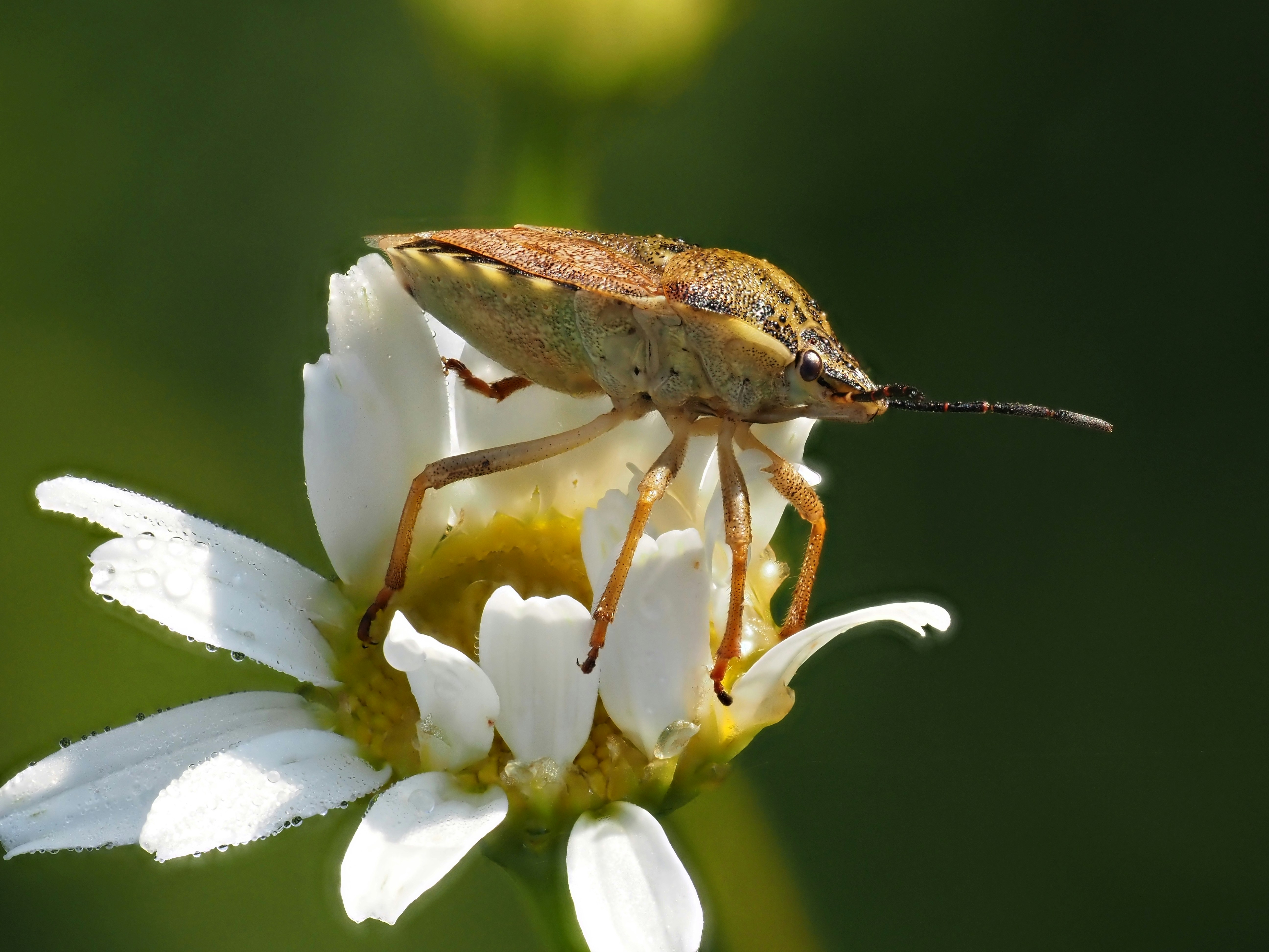 Checkerboard Bug on White Petal: A Tiny Hunter in Daylight