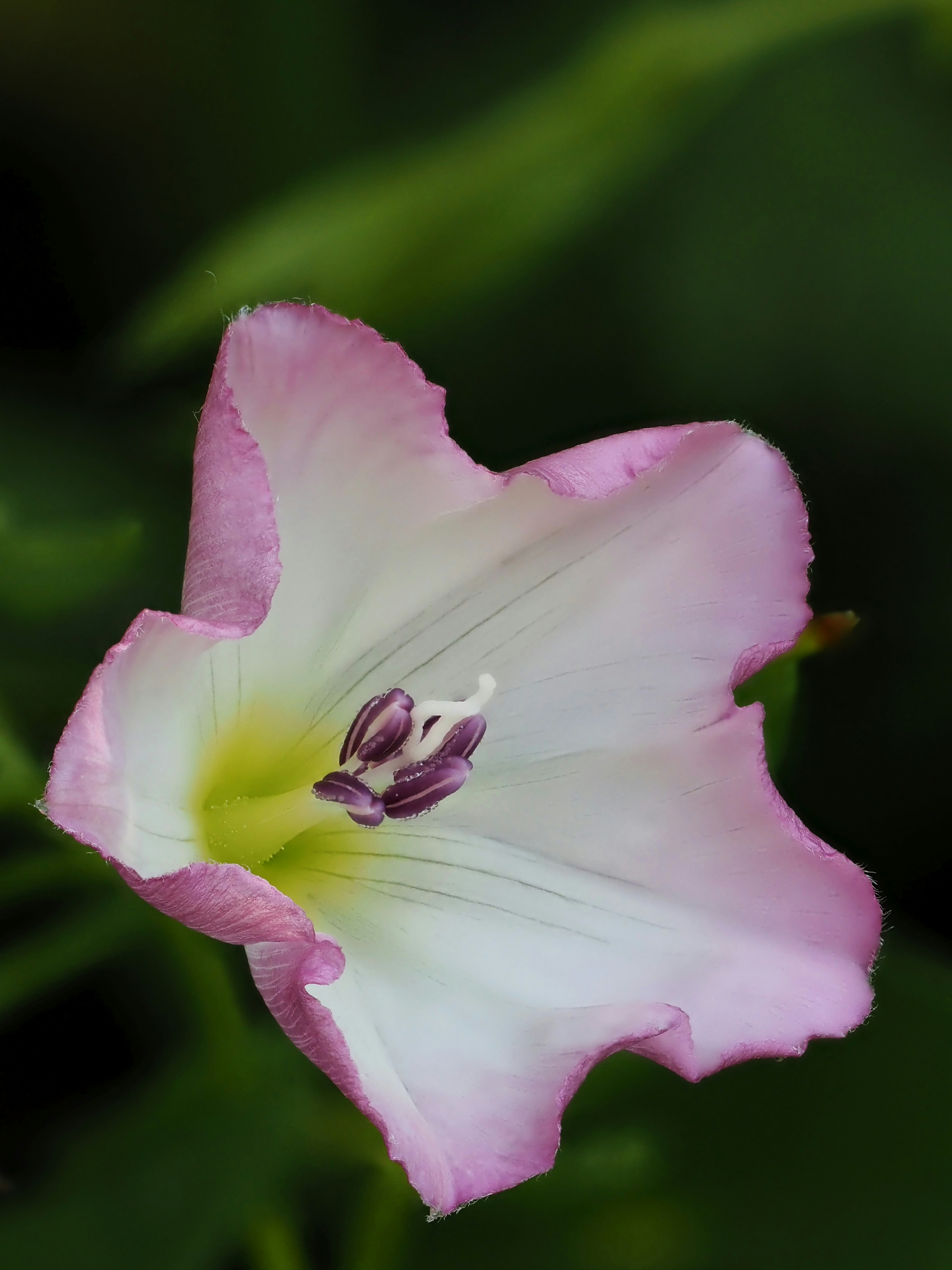 Petal Whisper: A Magnolia-White Bloom with Pink Edges