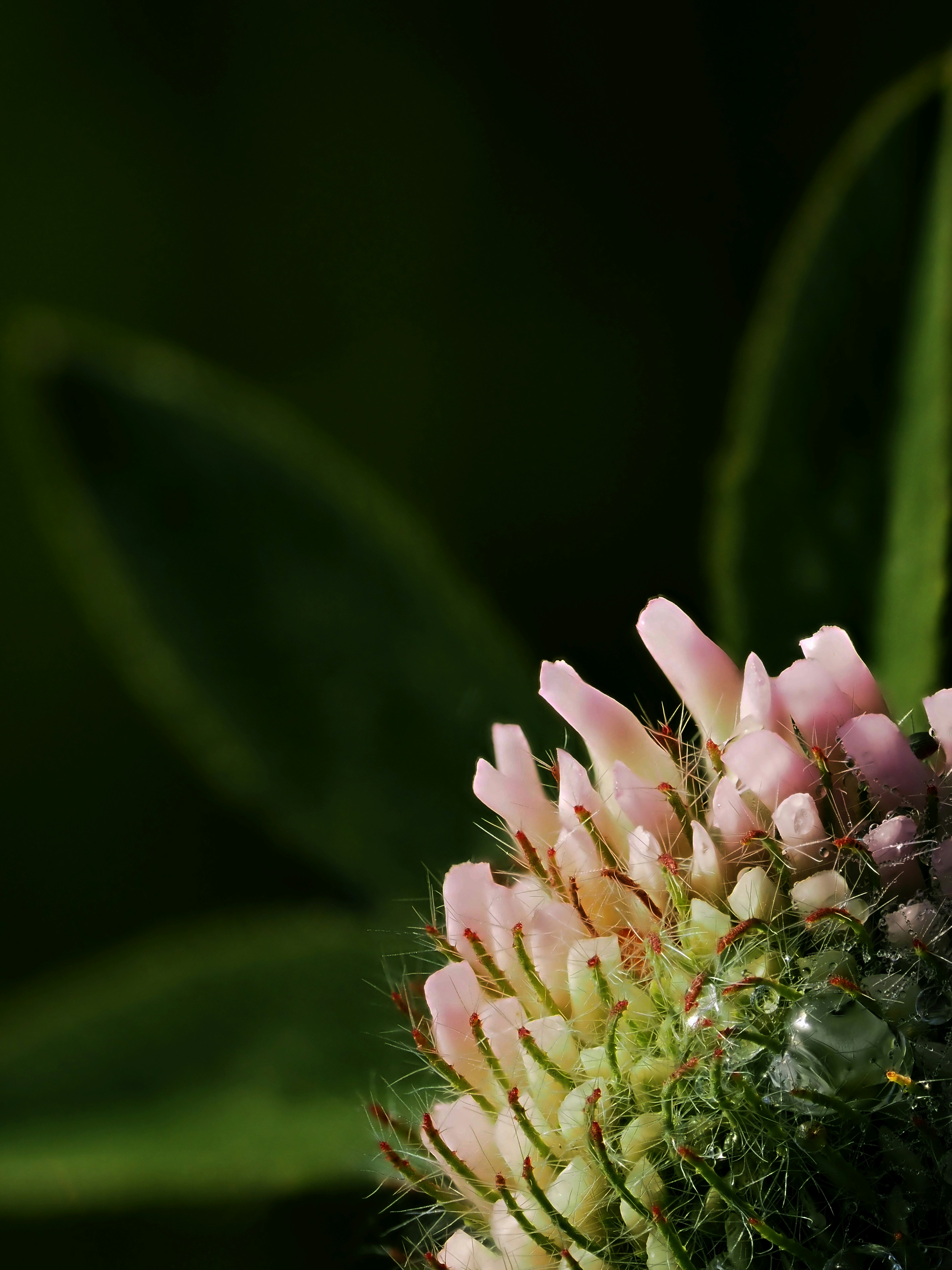 morning dew on a clover flower