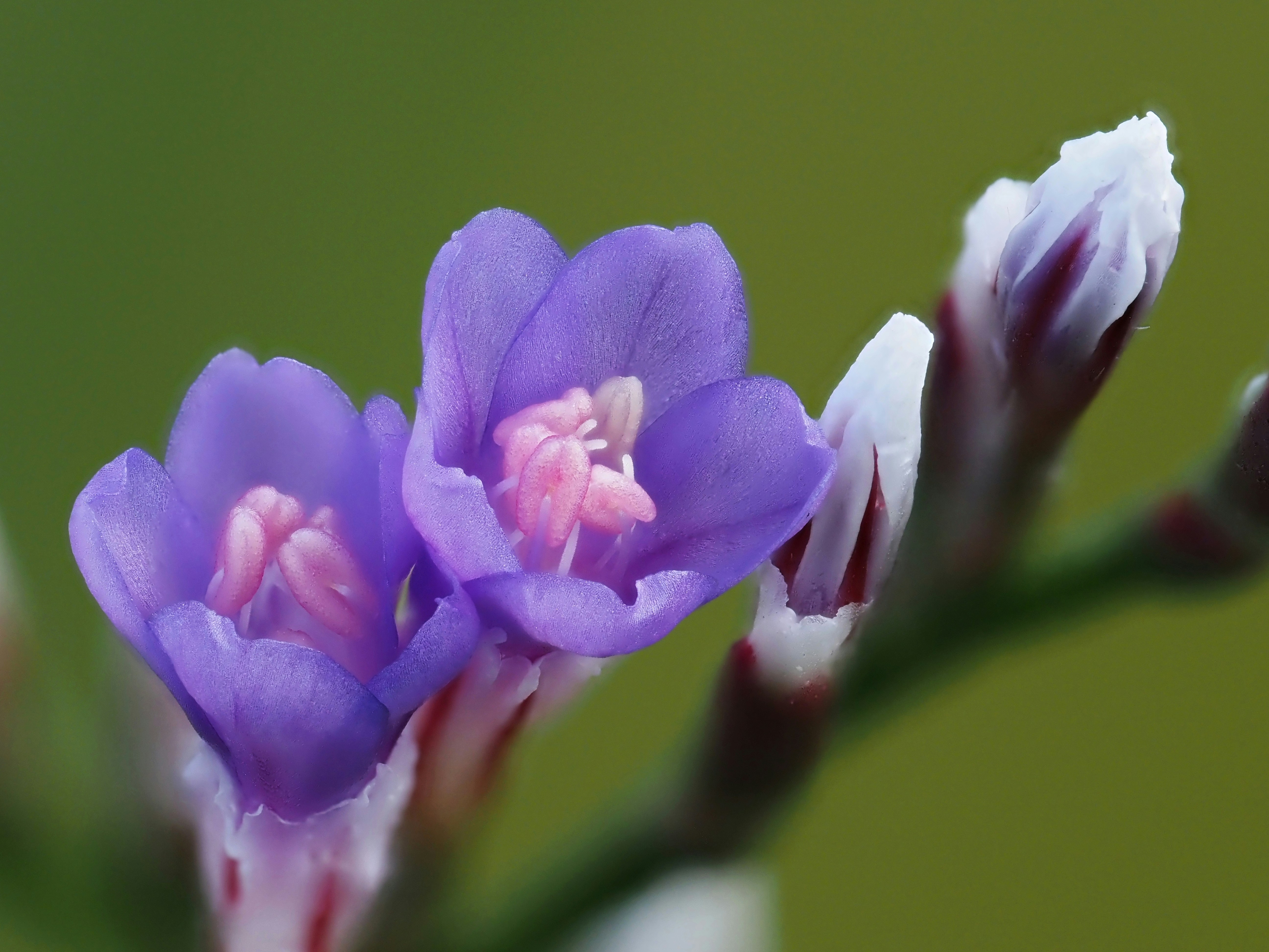 Purple petals in sharp focus against a soft green backdrop