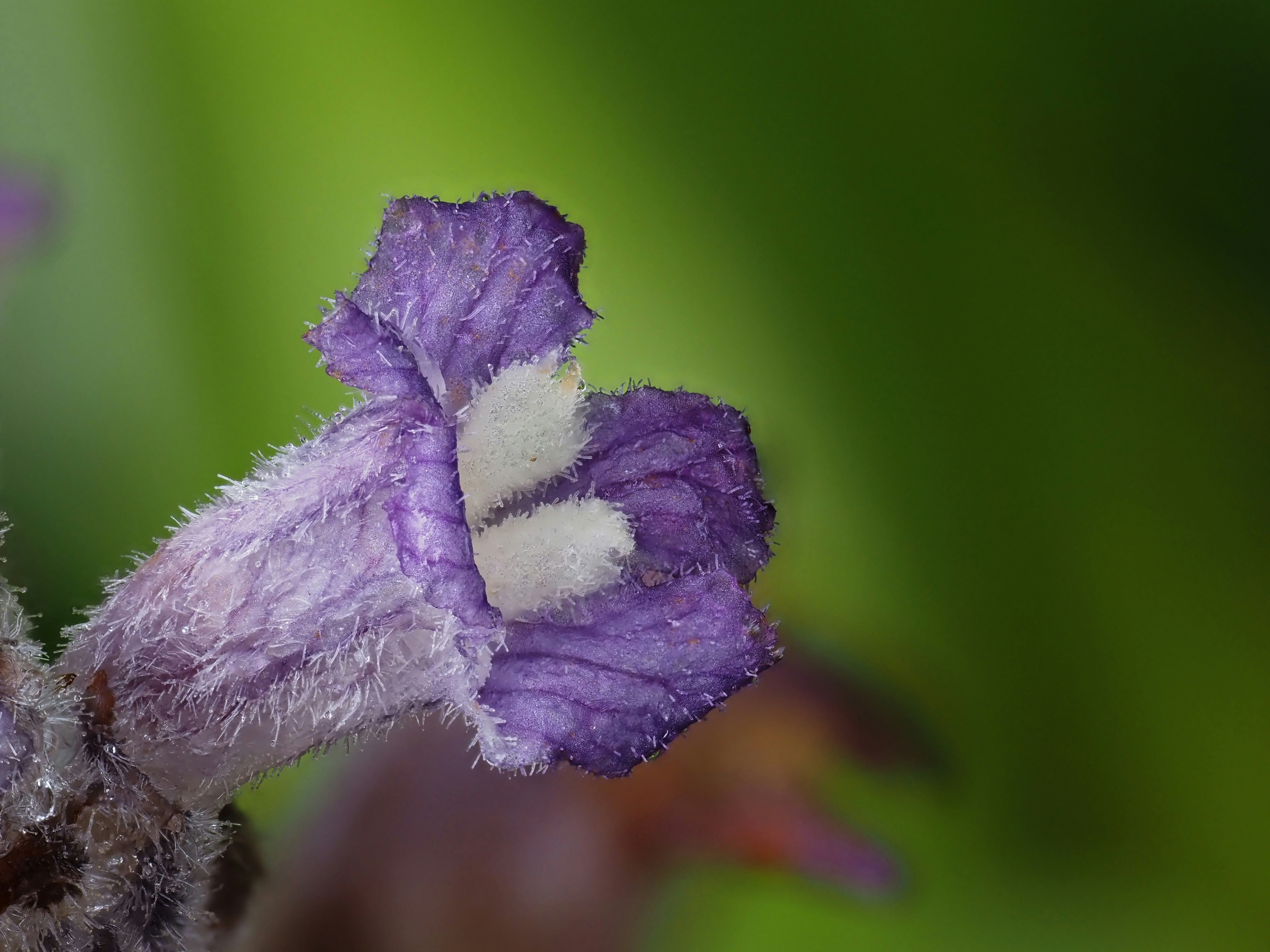 Frosted Violet Bud: a close-up of a hairy violet blossom against a soft green backdrop