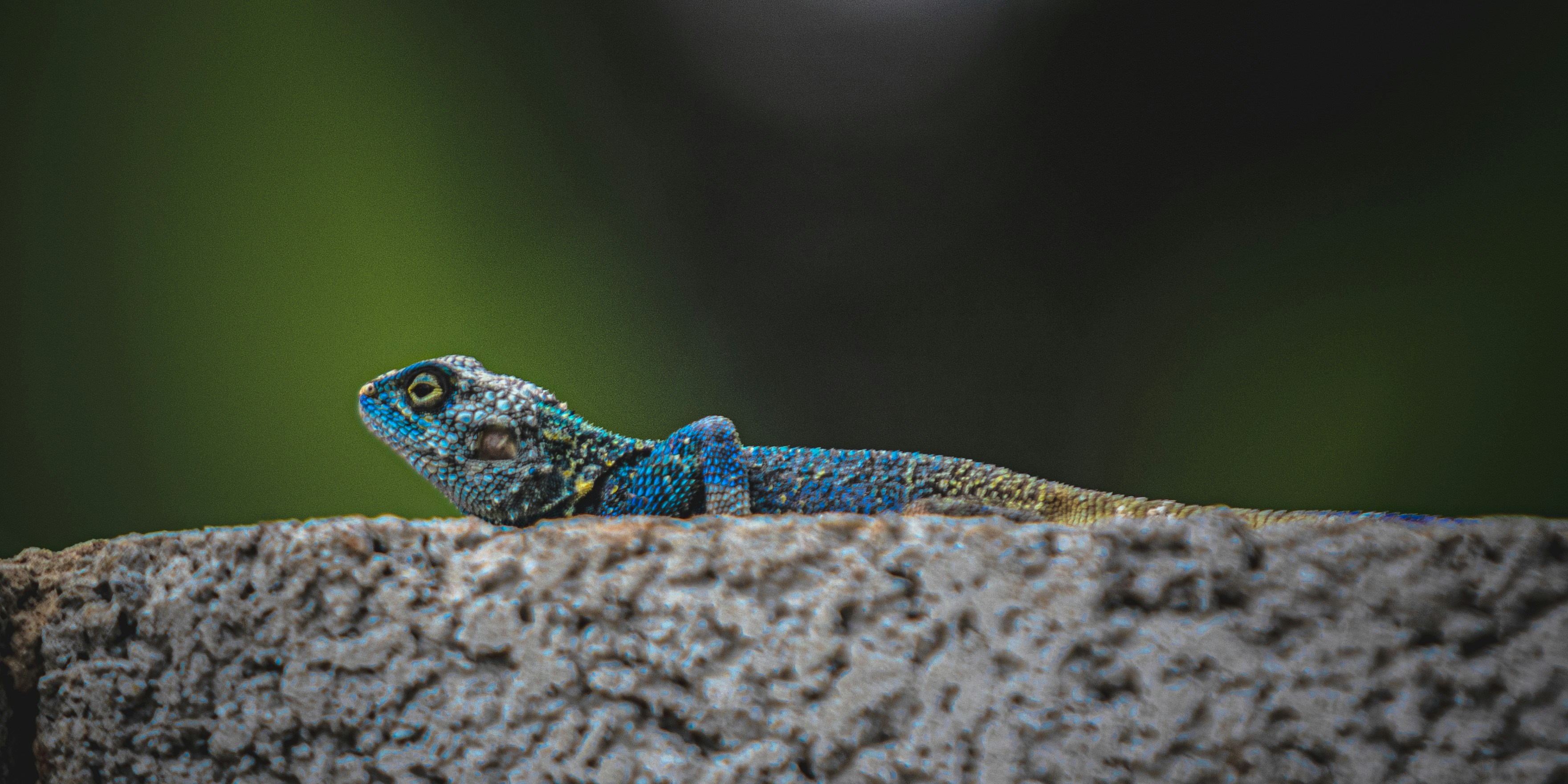 Azure Gecko on a Granite Stage