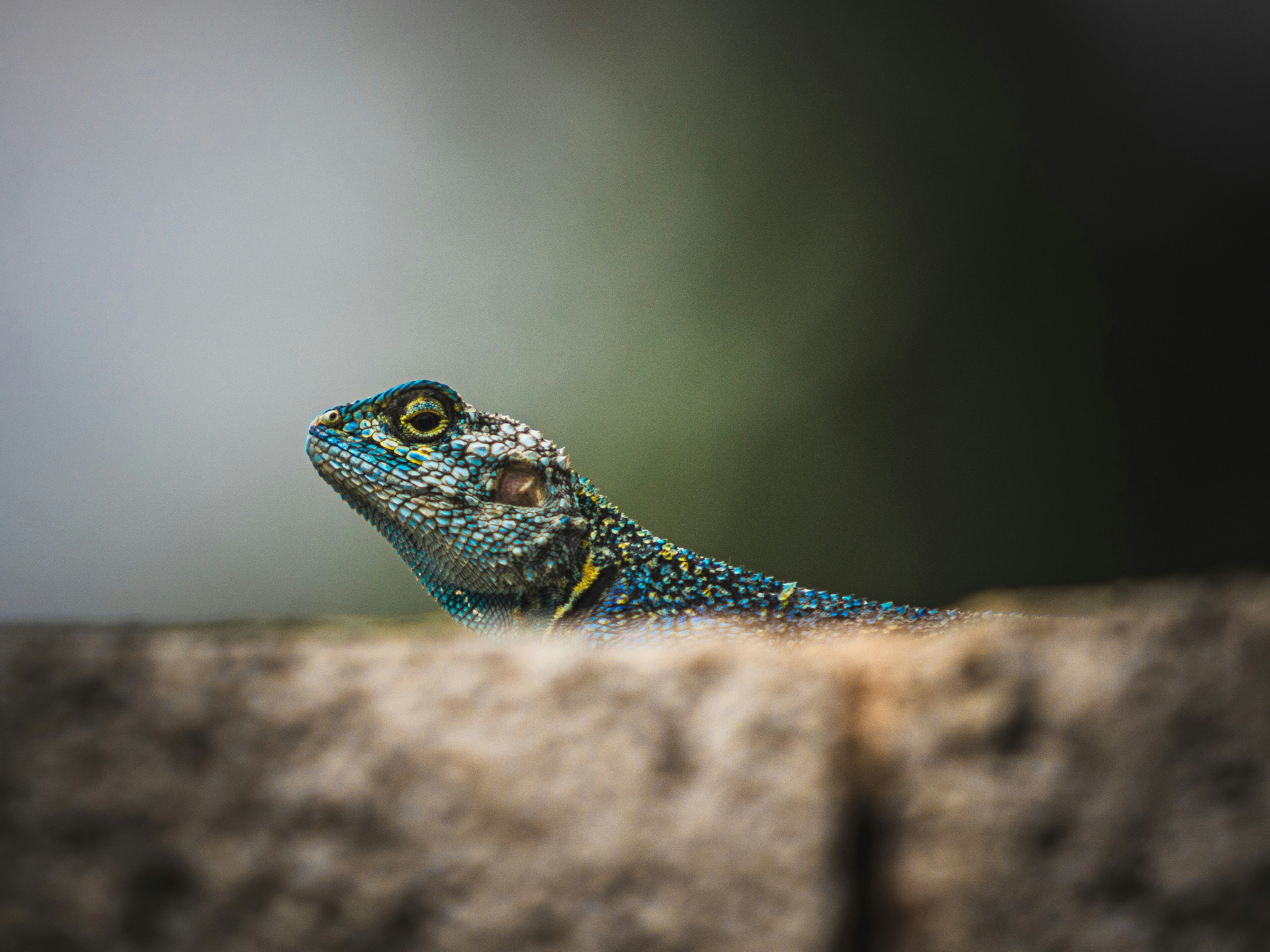Azure-scale Lizard Peering Over a Weathered Edge