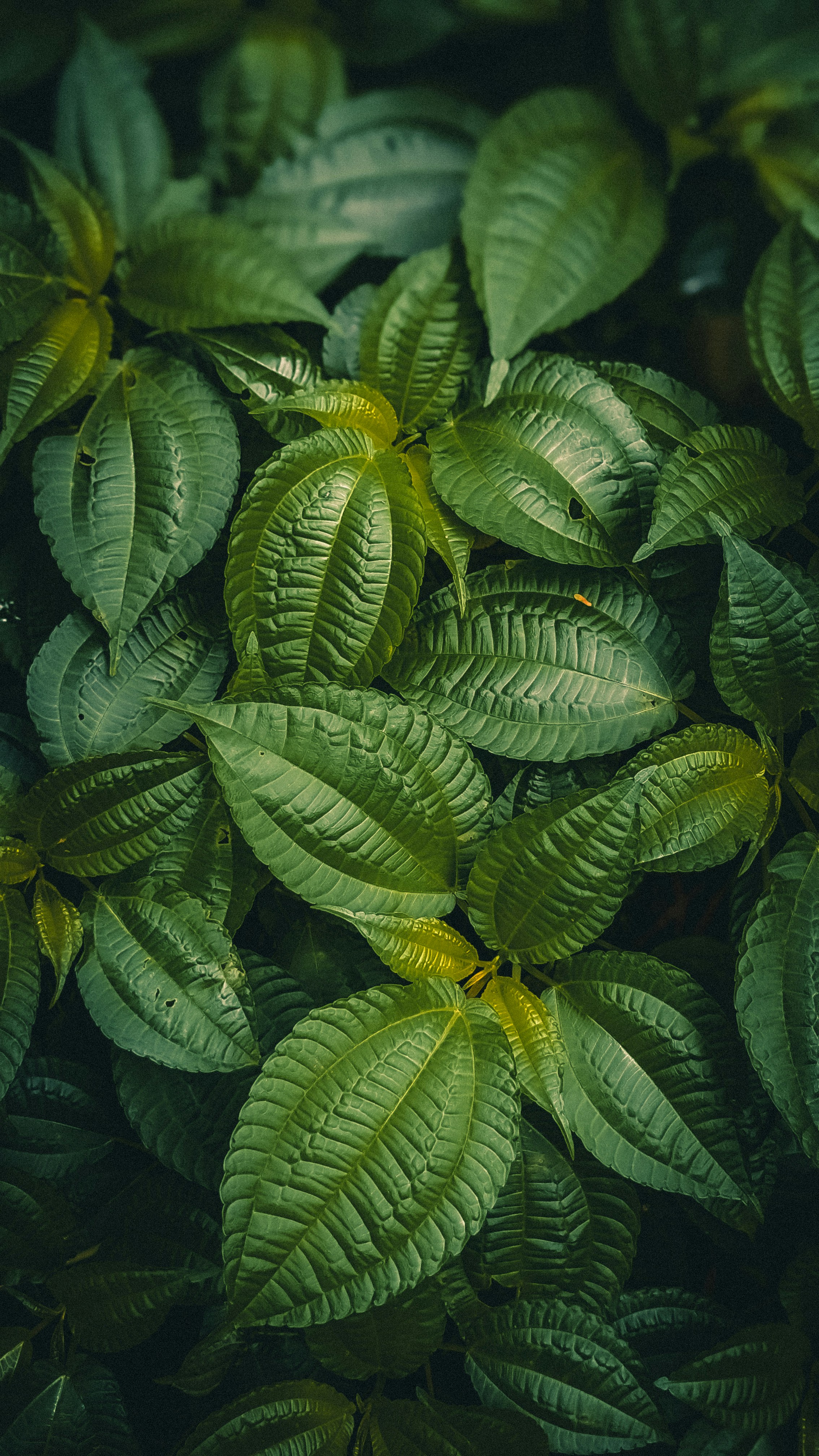 Emerald Veil: Close-Knit Leaves in Quiet Green Light