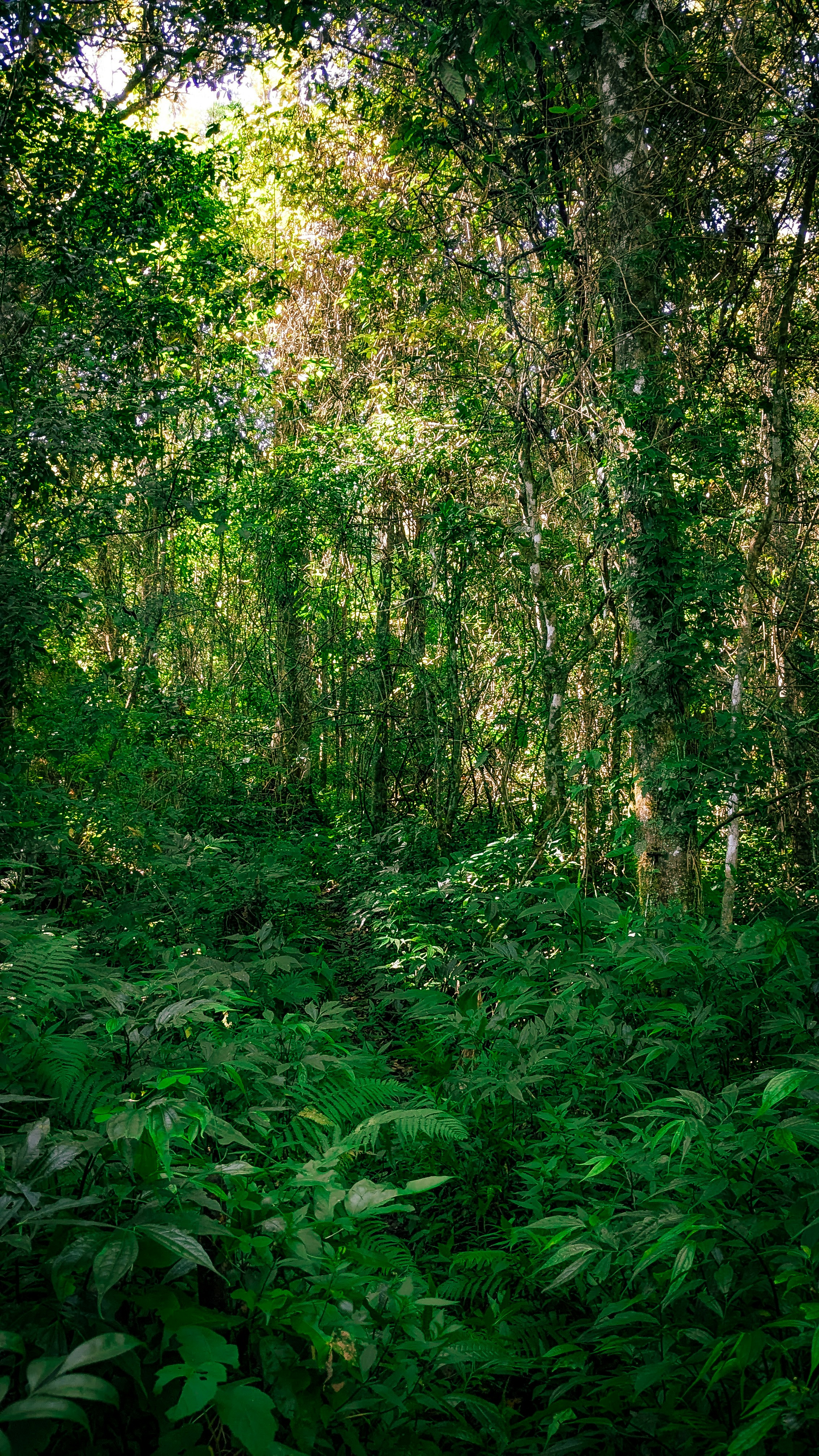 Dense green undergrowth and sun-dappled trunks create a tranquil forest corridor. A natural, lush scene showcasing a thriving understory and filtered light; no human-made elements present.