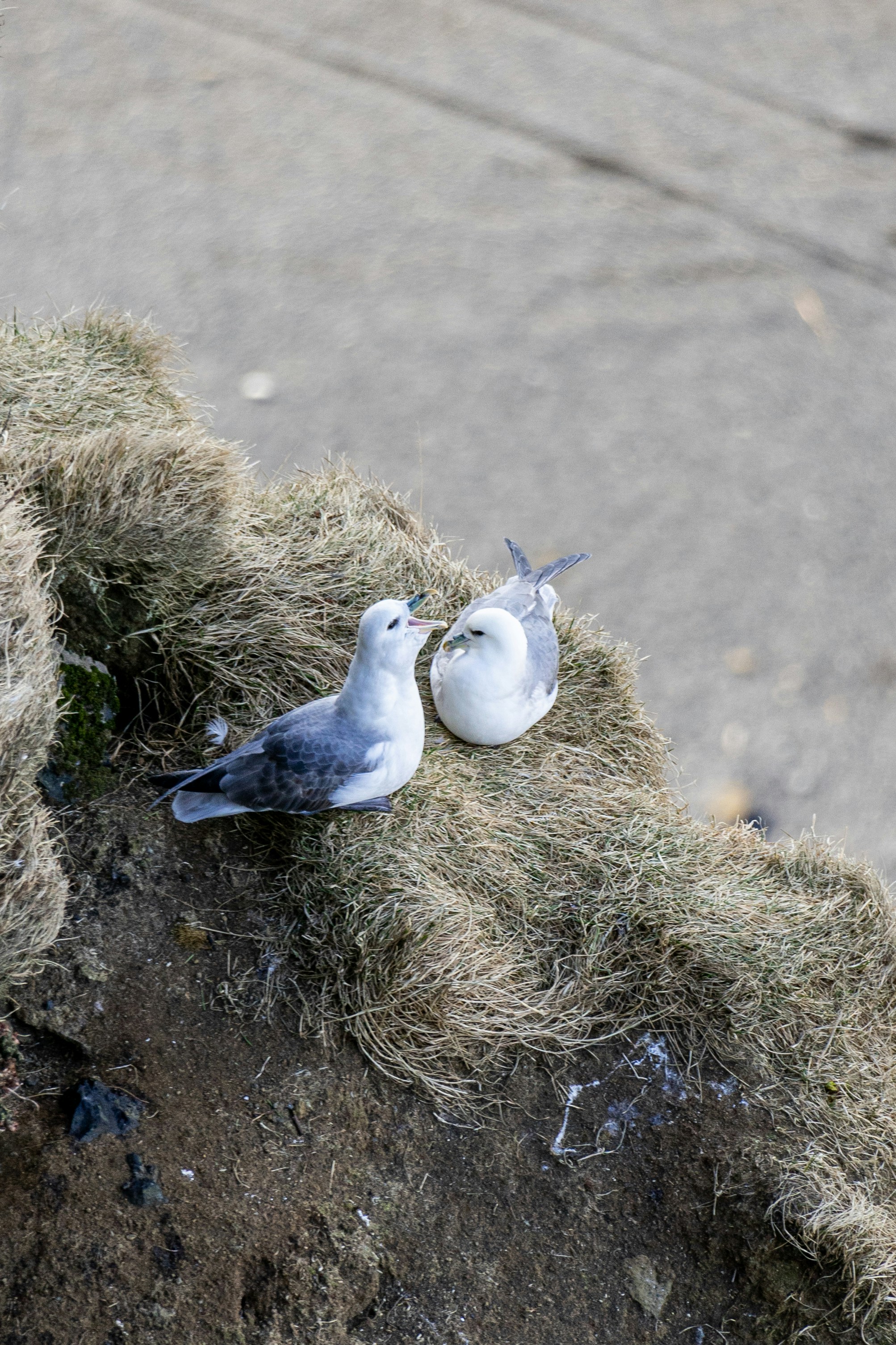 Sea-worn Encounter: Two Gulls Share a Grass Cliff
