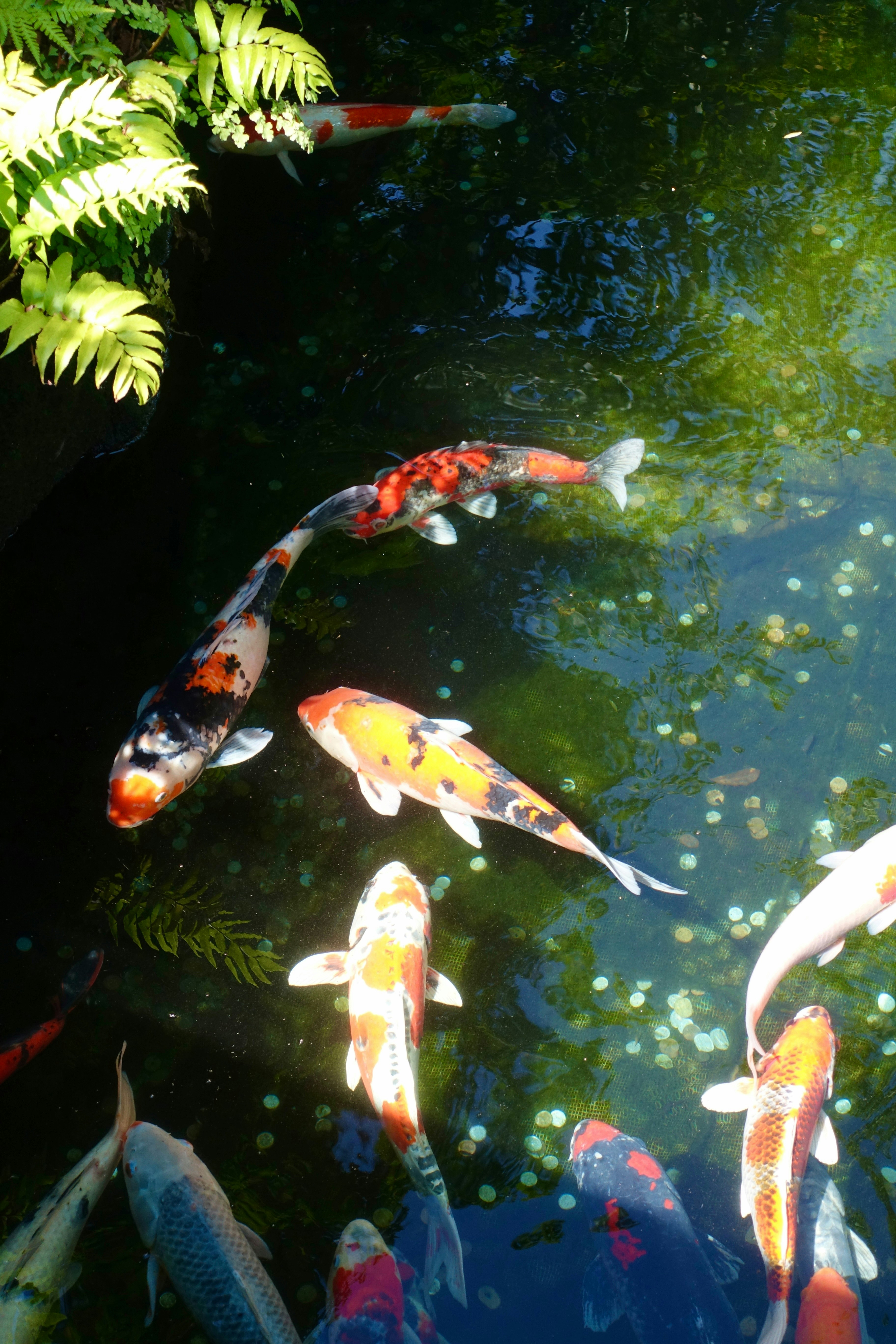 Koi Carousel: A Pod of Colorful Carps Circling a Quiet Pond
